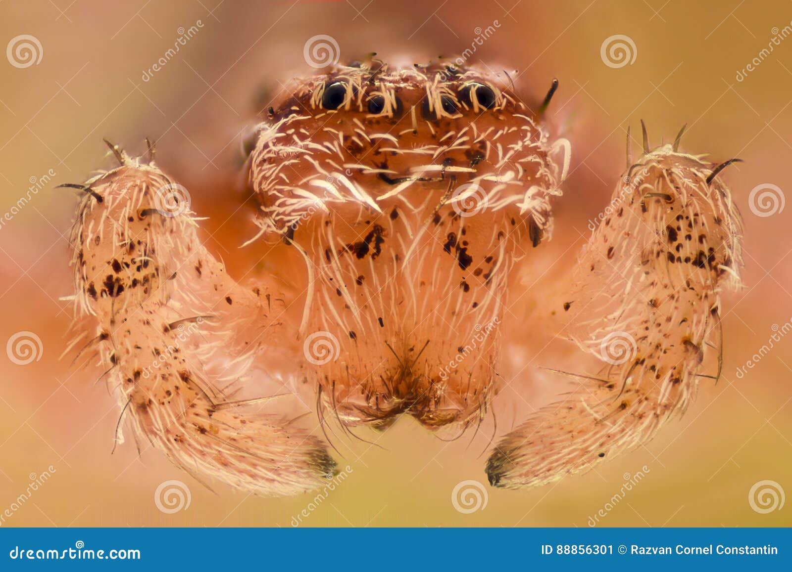 Extreme Magnification - White Spider, Front View Stock Image - Image of ...