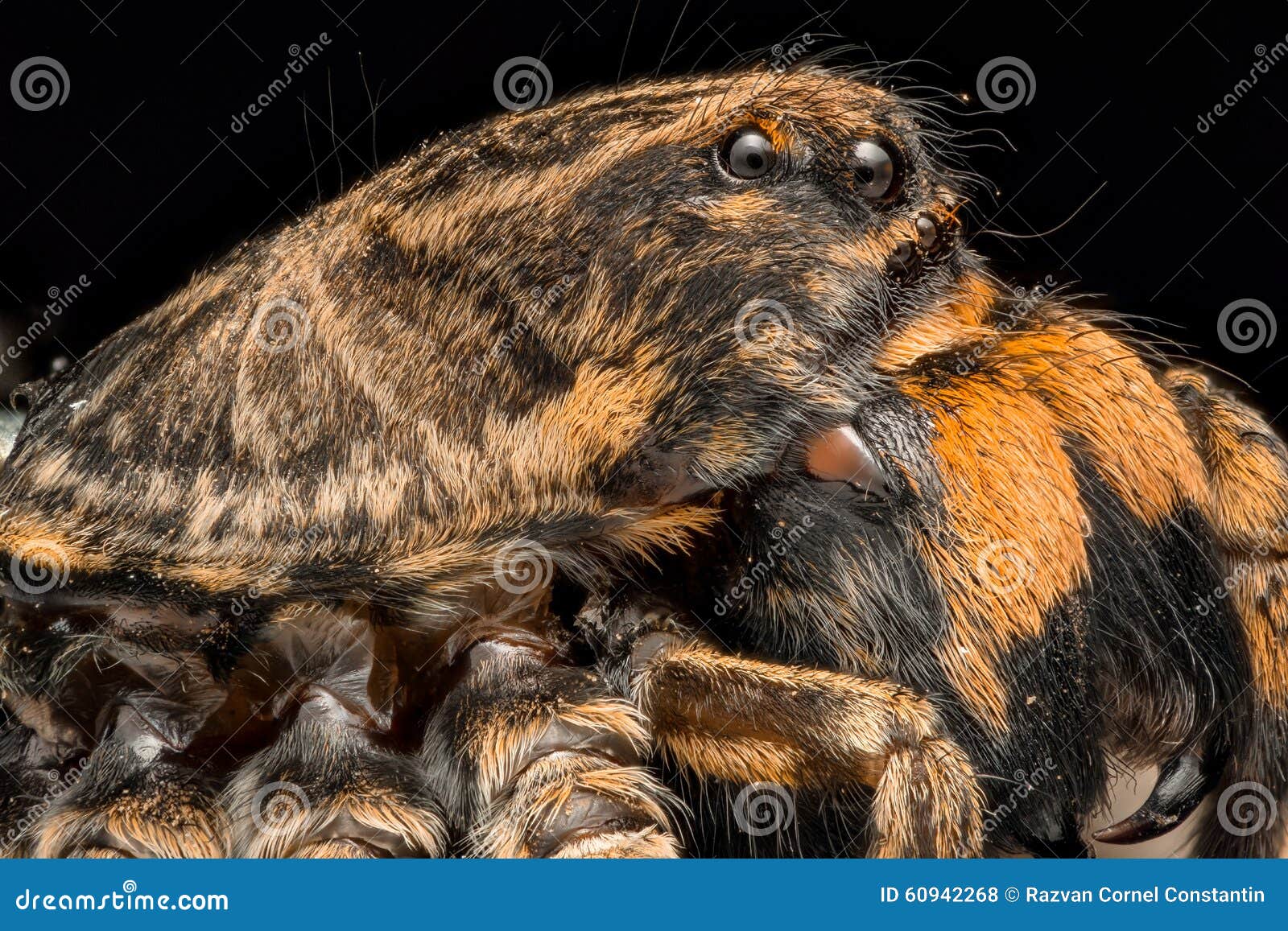 Spider Body Macro From Side Walking On Plant With Green Body And Black ...