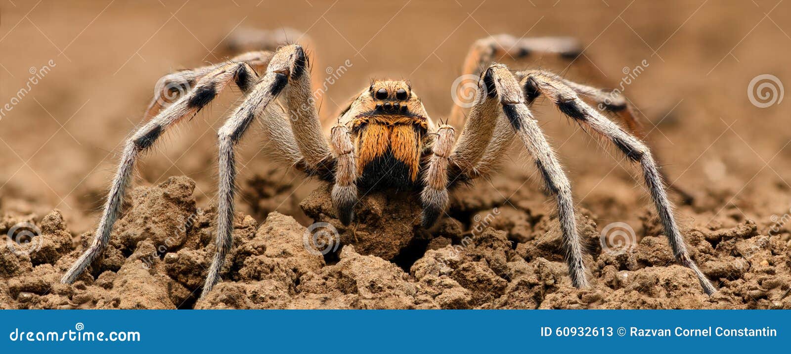 Extreme Magnification - Wolf Spider, Full Body Shot, High Resolution ...