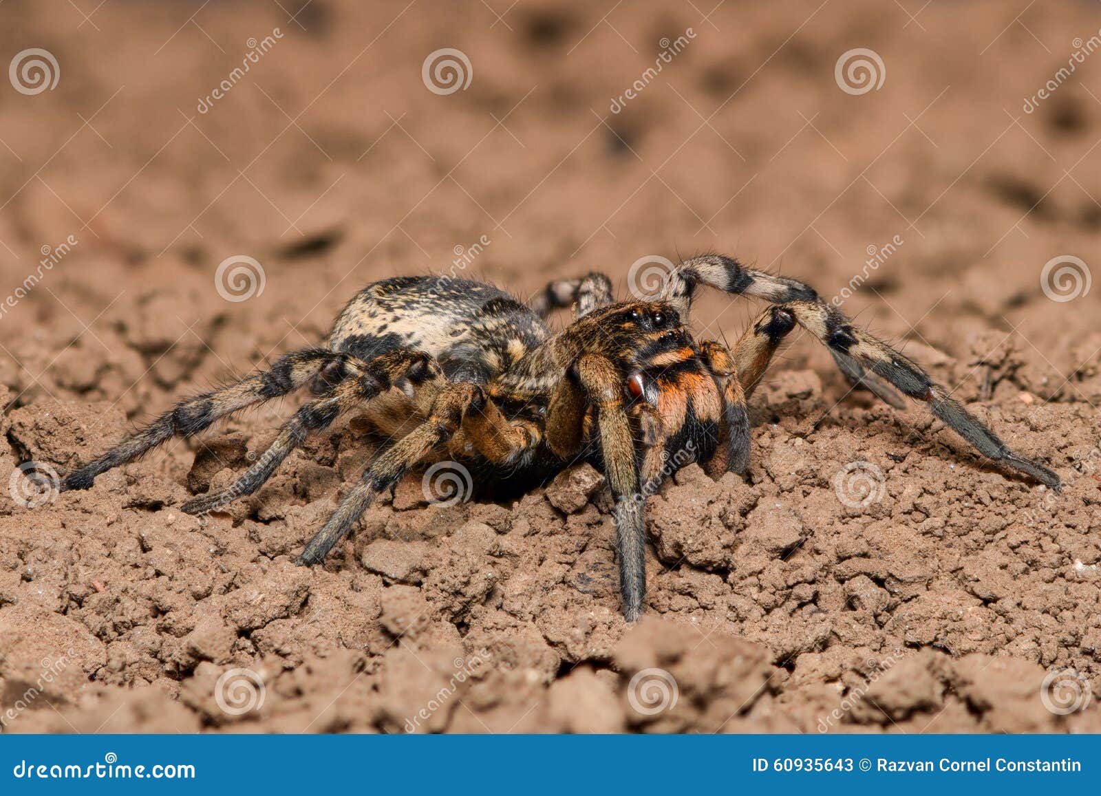 Extreme Magnification - Wolf Spider, Full Body Shot Stock Image - Image ...