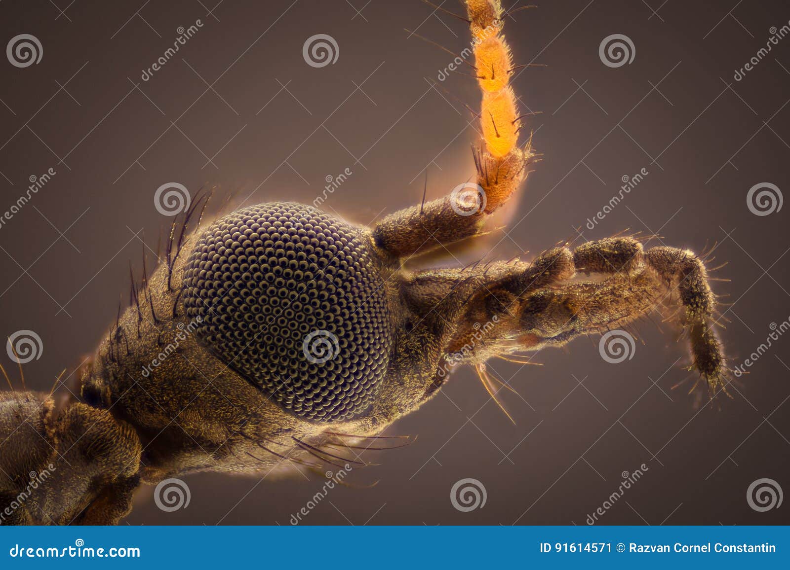 Tipula Crane Fly Tipulidae Diptera Nematocera Insect. Larvae Of This ...