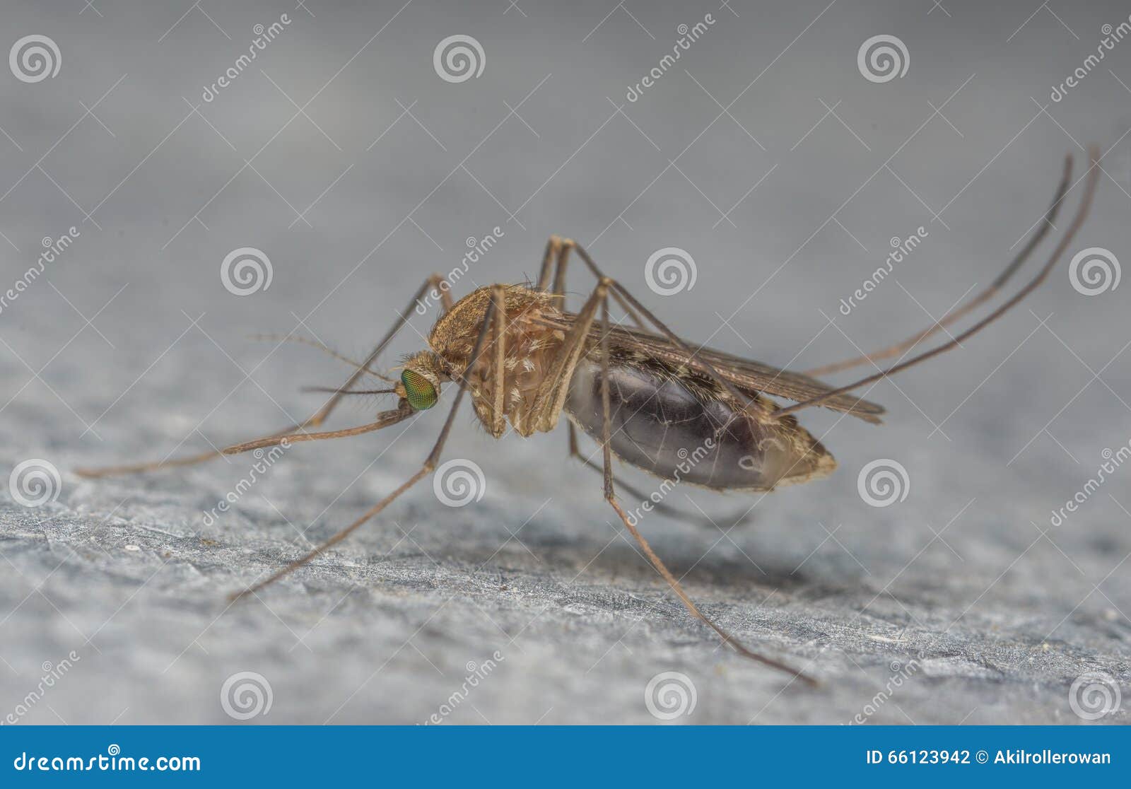 Extreme Nahaufnahme Des Moskitos Oder Makrofoto Stockfoto - Bild von ...