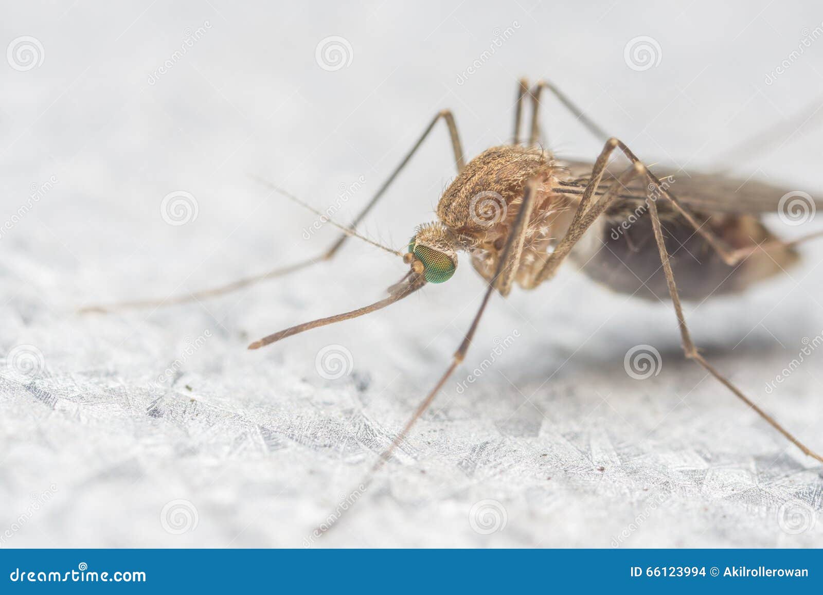 Extreme Nahaufnahme Des Moskitos Oder Makrofoto Stockfoto - Bild von ...