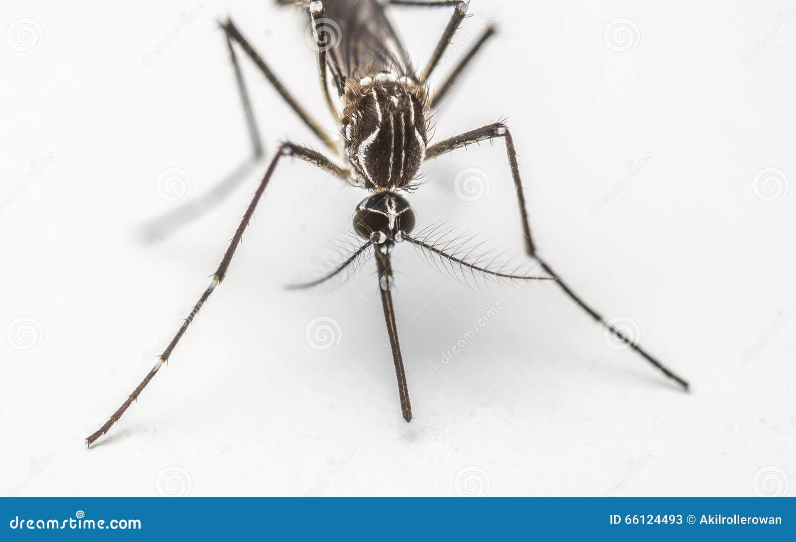 Extreme Nahaufnahme Des Moskitos Oder Makrofoto Stockbild - Bild von ...