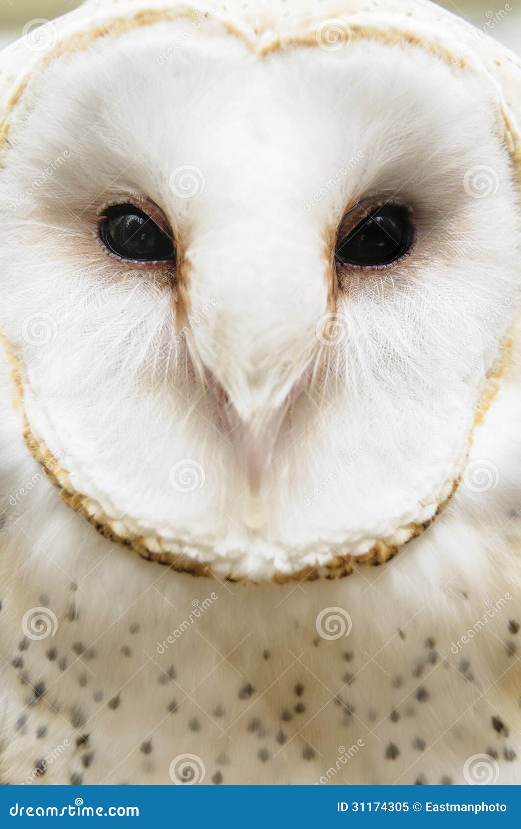 Extreme Owl Closeup stock image. Image of eyes, spotted - 31174305