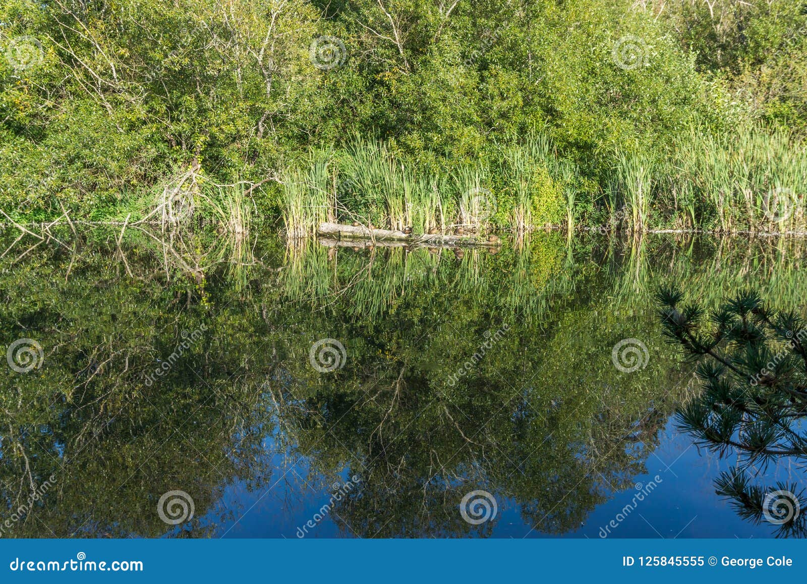 Extreme Pond Reflections 6 stock image. Image of foliage - 125845555