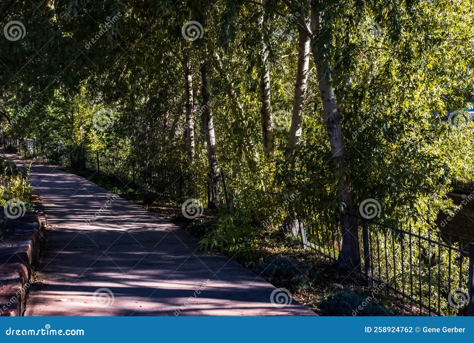 Extreme Shade stock photo. Image of season, green, leaves - 258924762