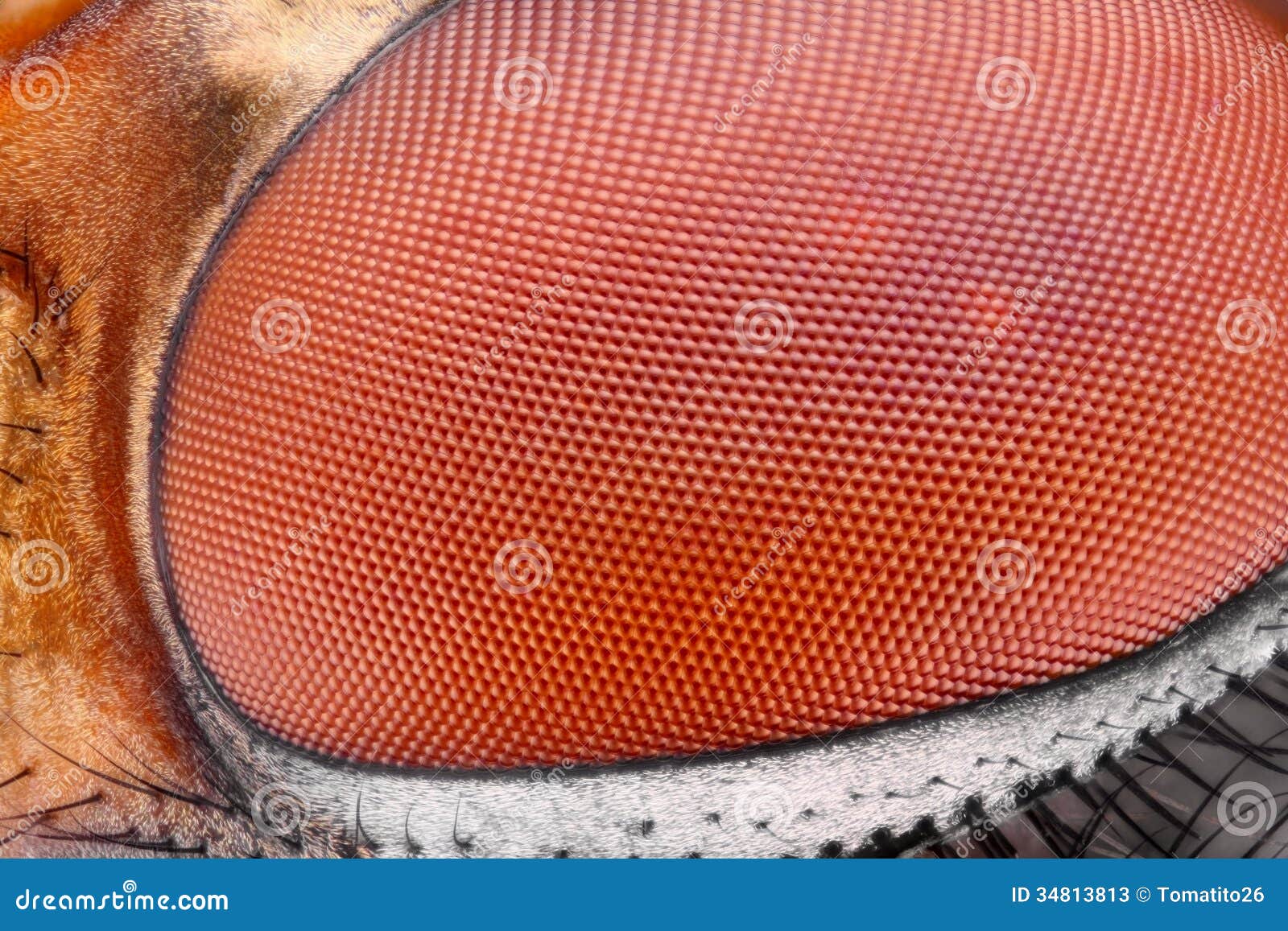 Extreme Sharp and Detailed Fly Compound Eye Surface at Extreme ...