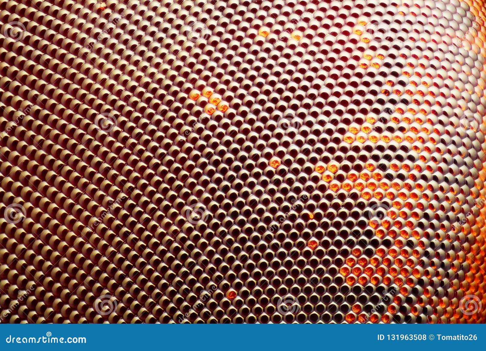 Extreme Sharp and Detailed Fly Compound Eye Surface Taken at Extreme ...