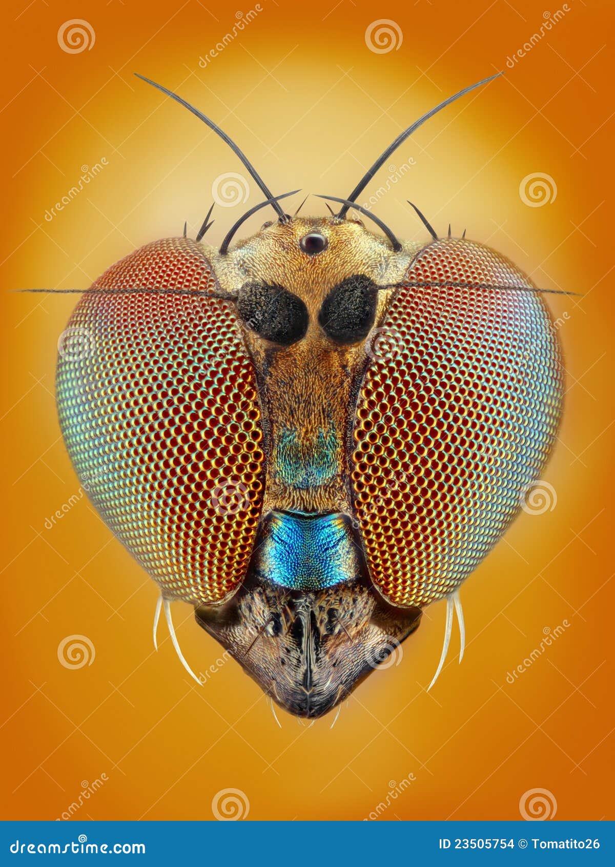 Extreme Sharp And Detailed Fly Compound Eye Surface At Extreme ...