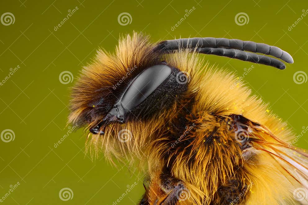 Extreme Sharp and Detailed Study of Bee Stock Photo - Image of vivid ...