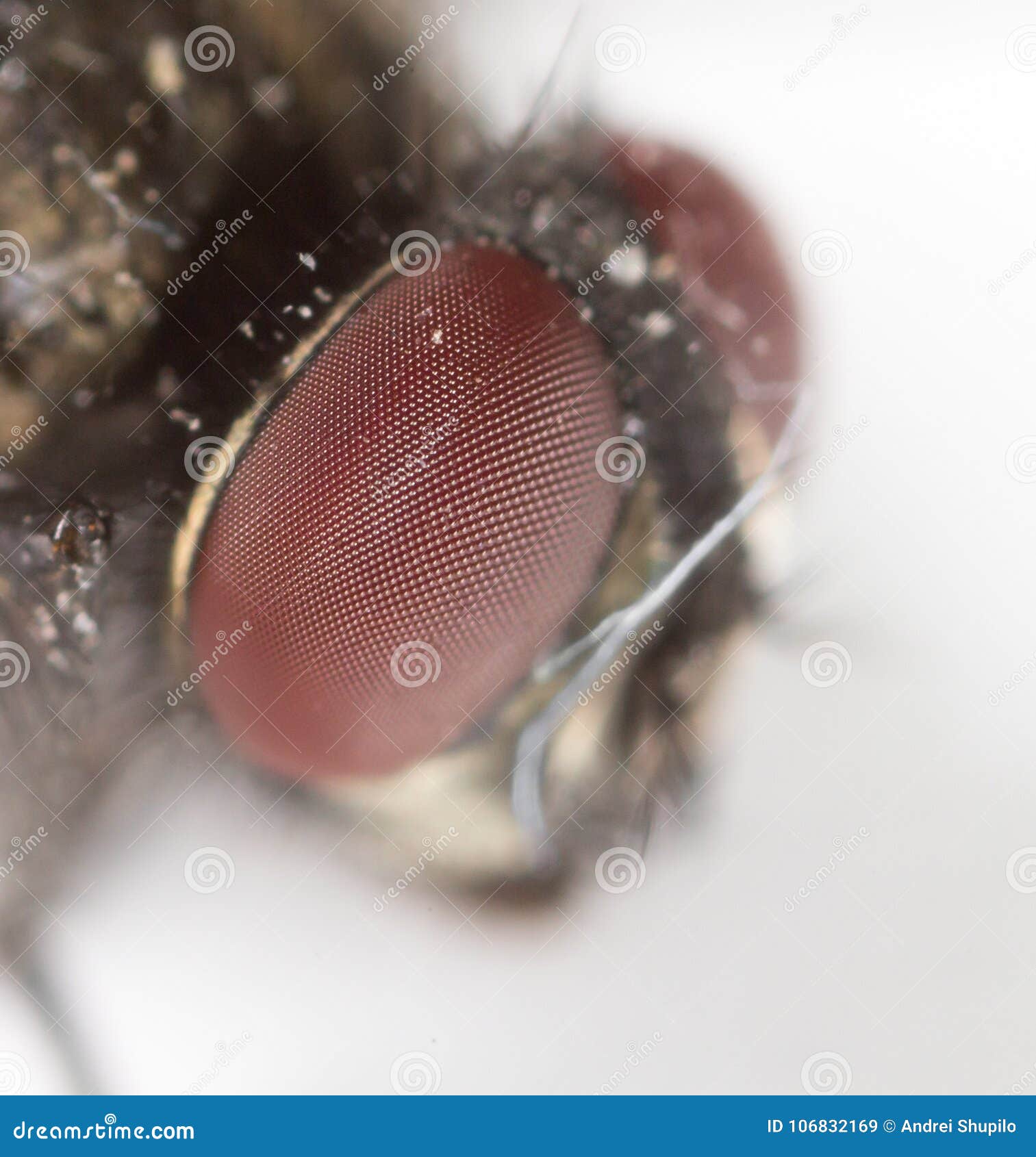 Extreme Sharp and Detailed Study of Fly Head Stacked from Many Shots ...