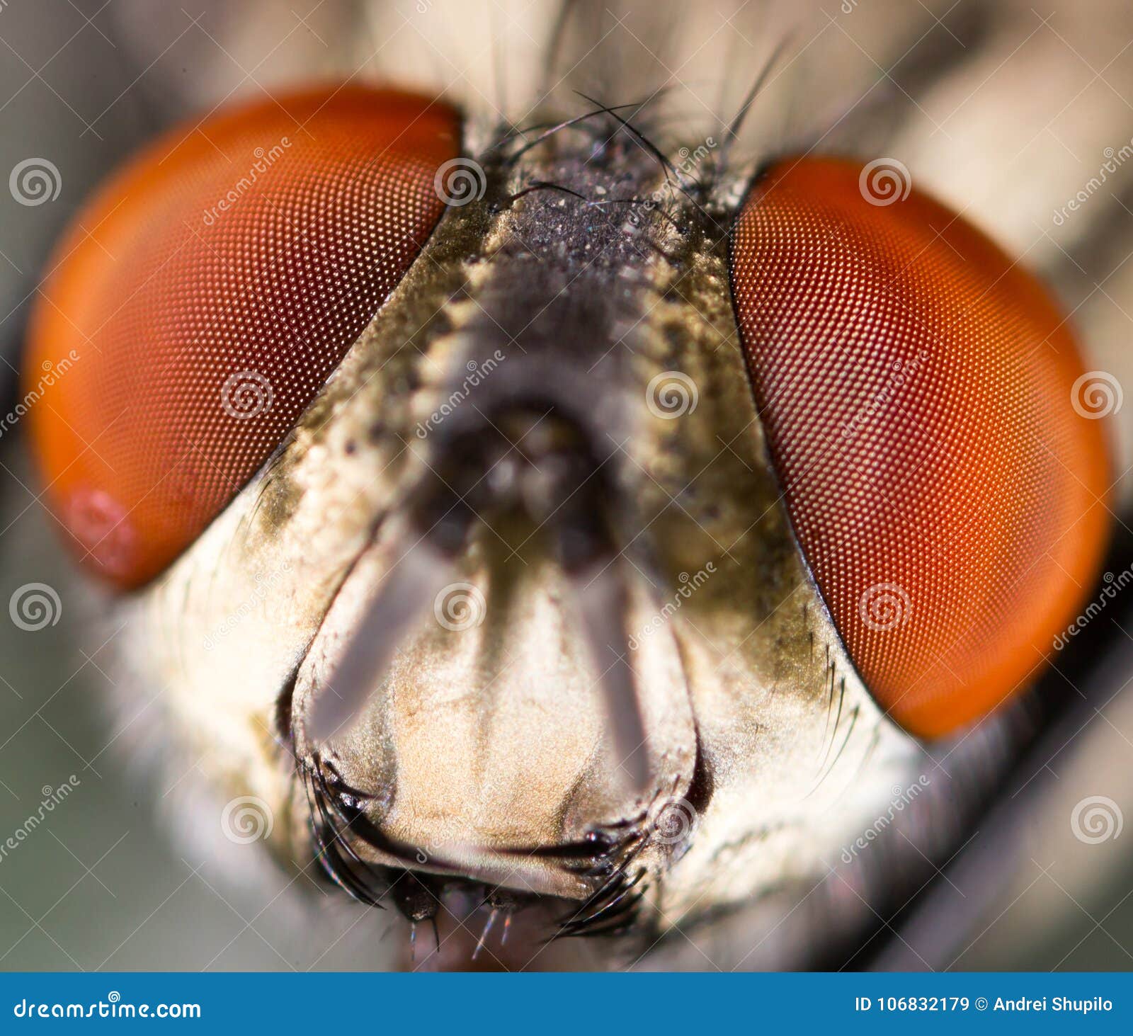 Sharp Head Stock Photos - Royalty Free Stock Images