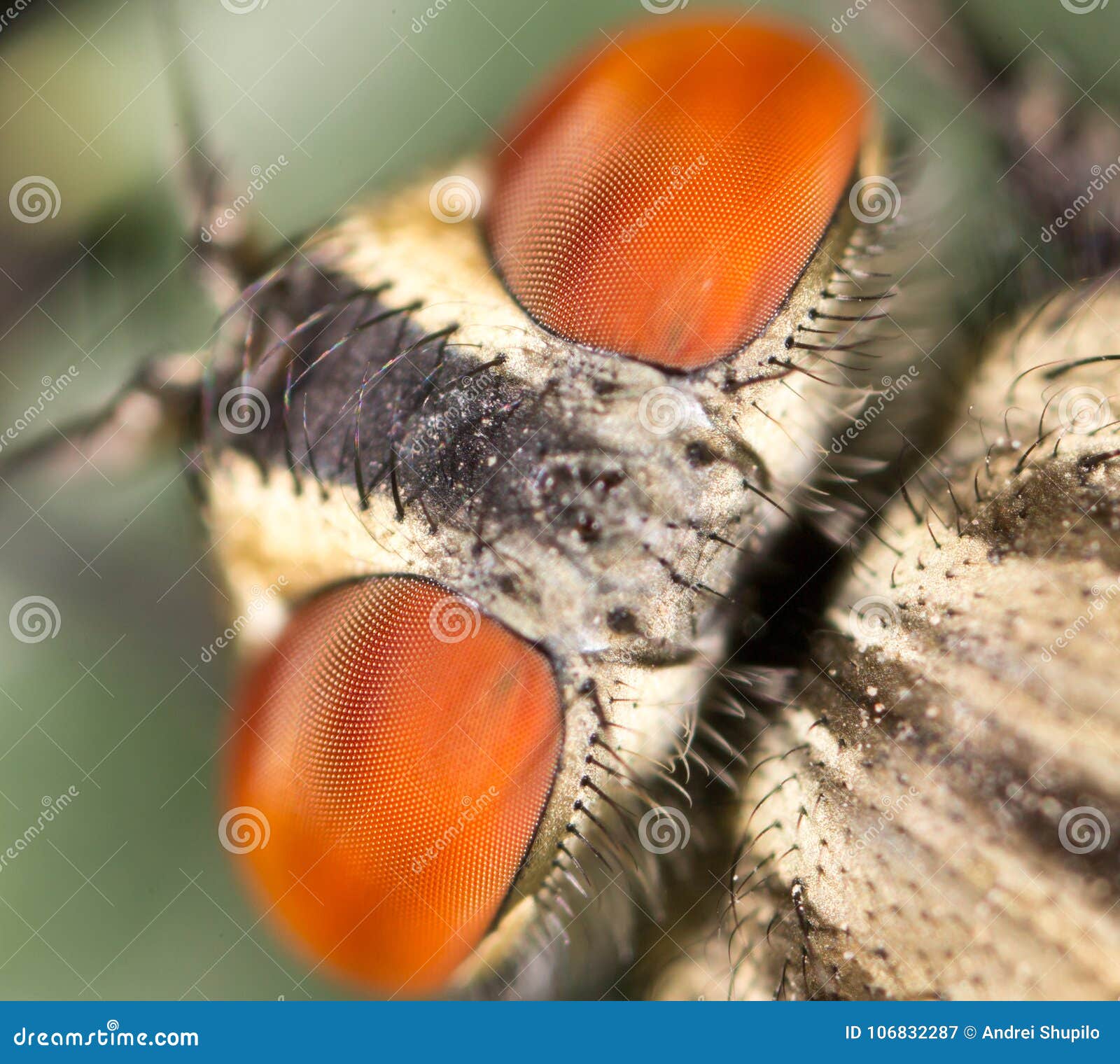 Extreme Sharp and Detailed Study of Fly Head Stacked from Many Shots ...
