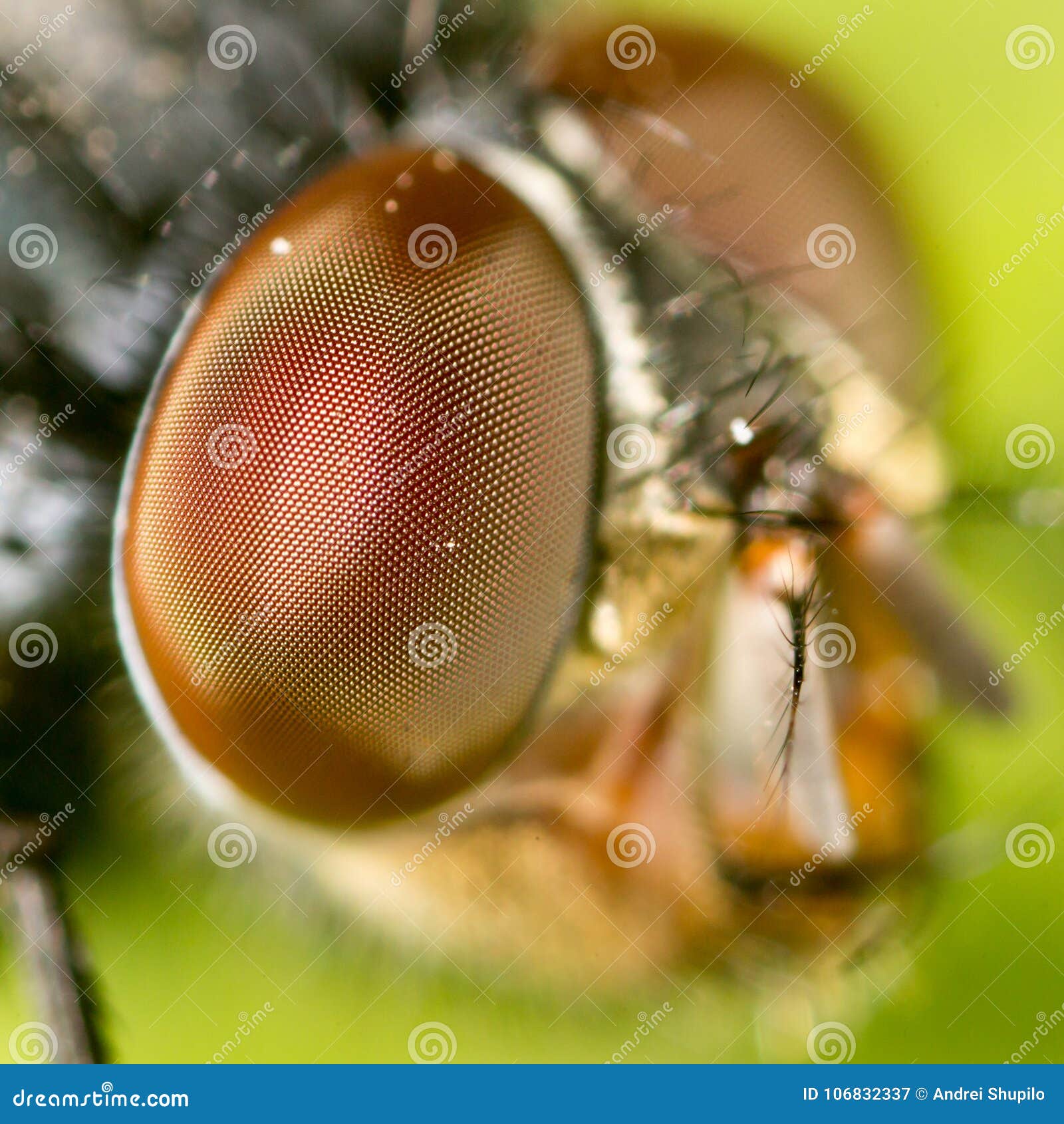 Extreme Sharp and Detailed Study of Fly Head Stacked from Many Shots ...