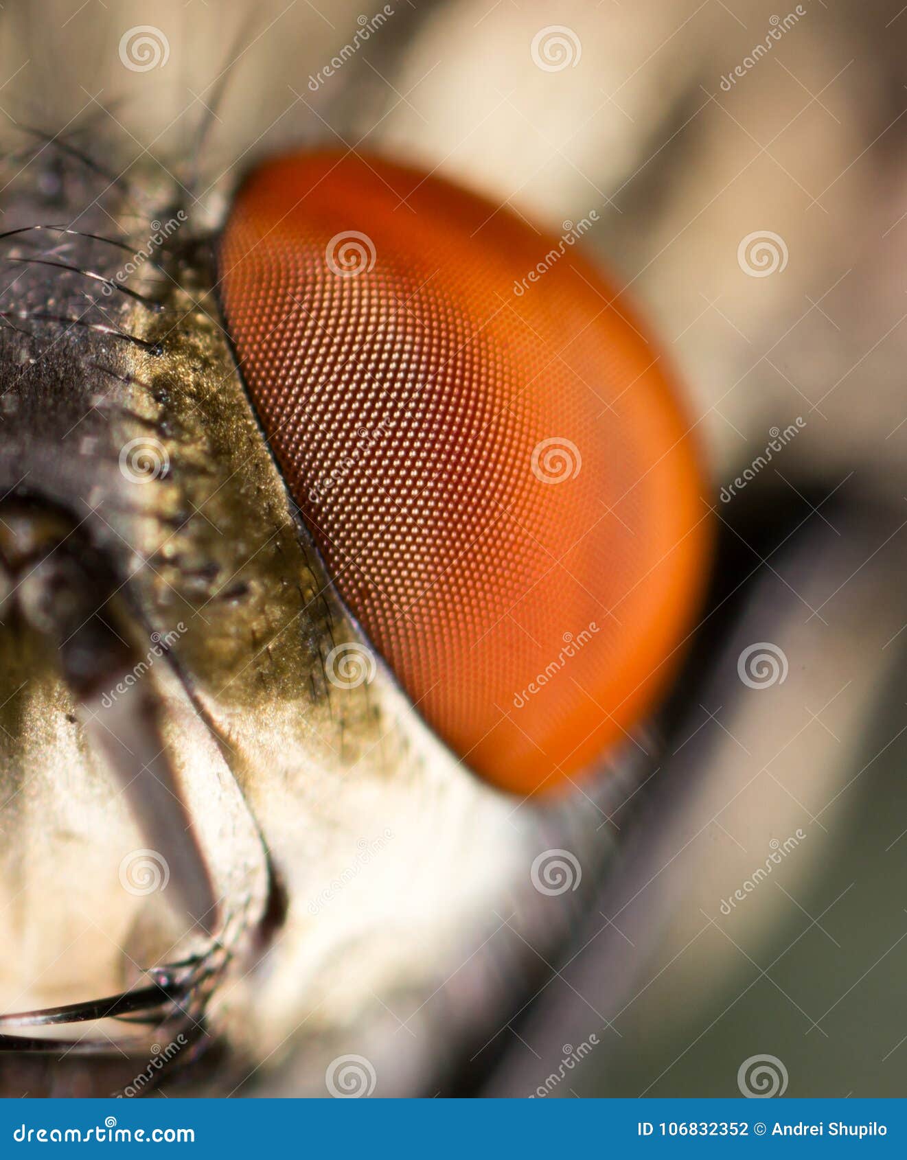 Extreme Sharp and Detailed Study of Fly Head Stacked from Many Shots ...