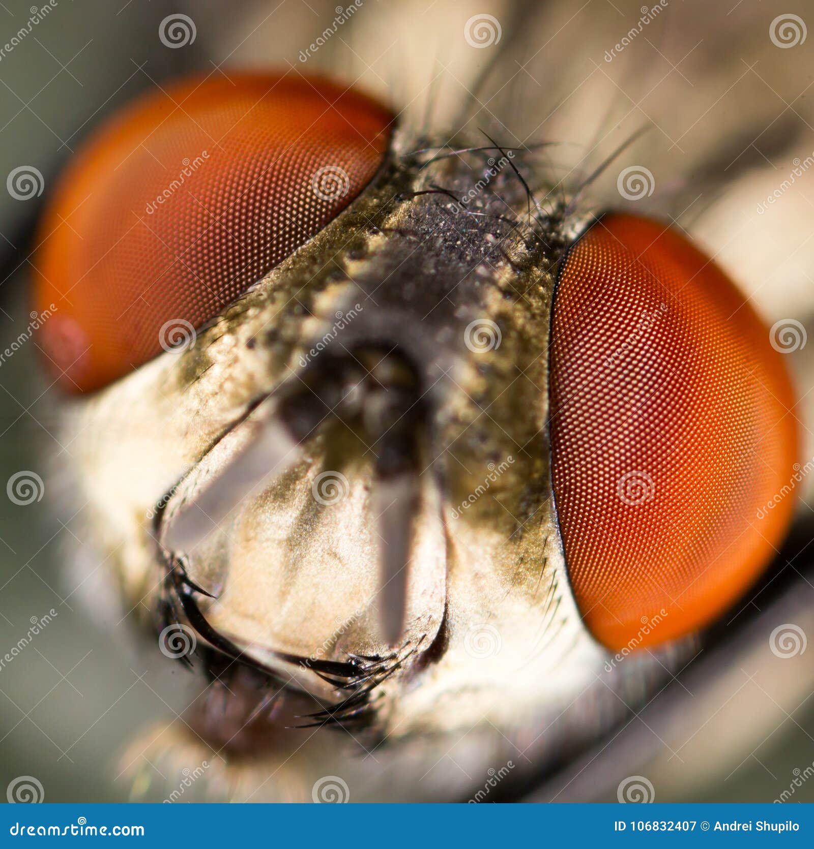 Extreme Sharp and Detailed Study of Fly Head Stacked from Many Shots ...