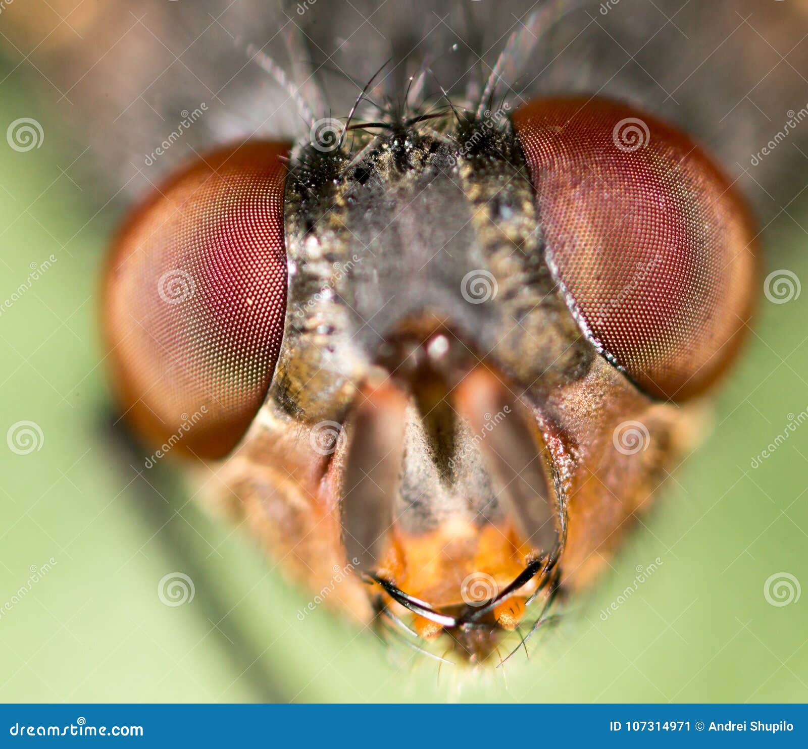 Extreme Sharp and Detailed Study of Fly Head Stacked from Many Shots ...