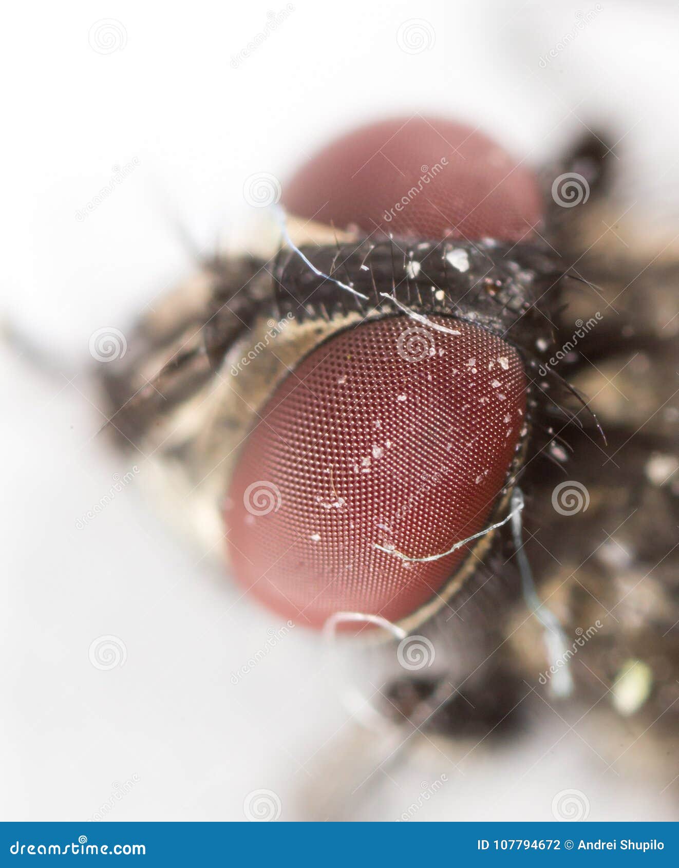 Extreme Sharp and Detailed Study of Fly Head Stacked from Many Shots ...