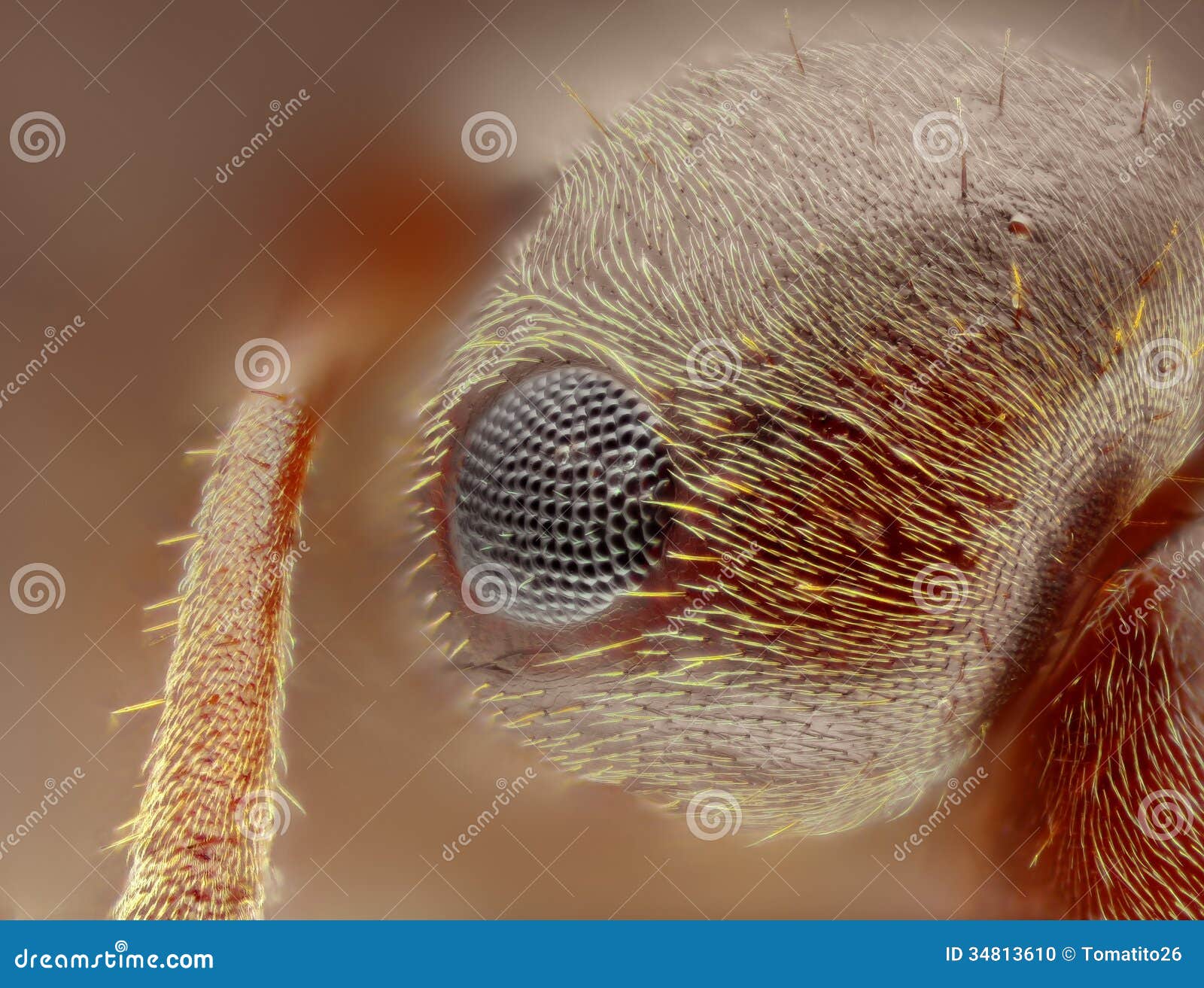 Extreme Sharp and Detailed Study of Formica Ant Head Stock Photo ...