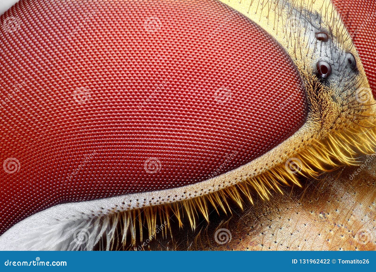 Extreme Sharp and Detailed Study of Hoverfly Head Stacked from Many ...
