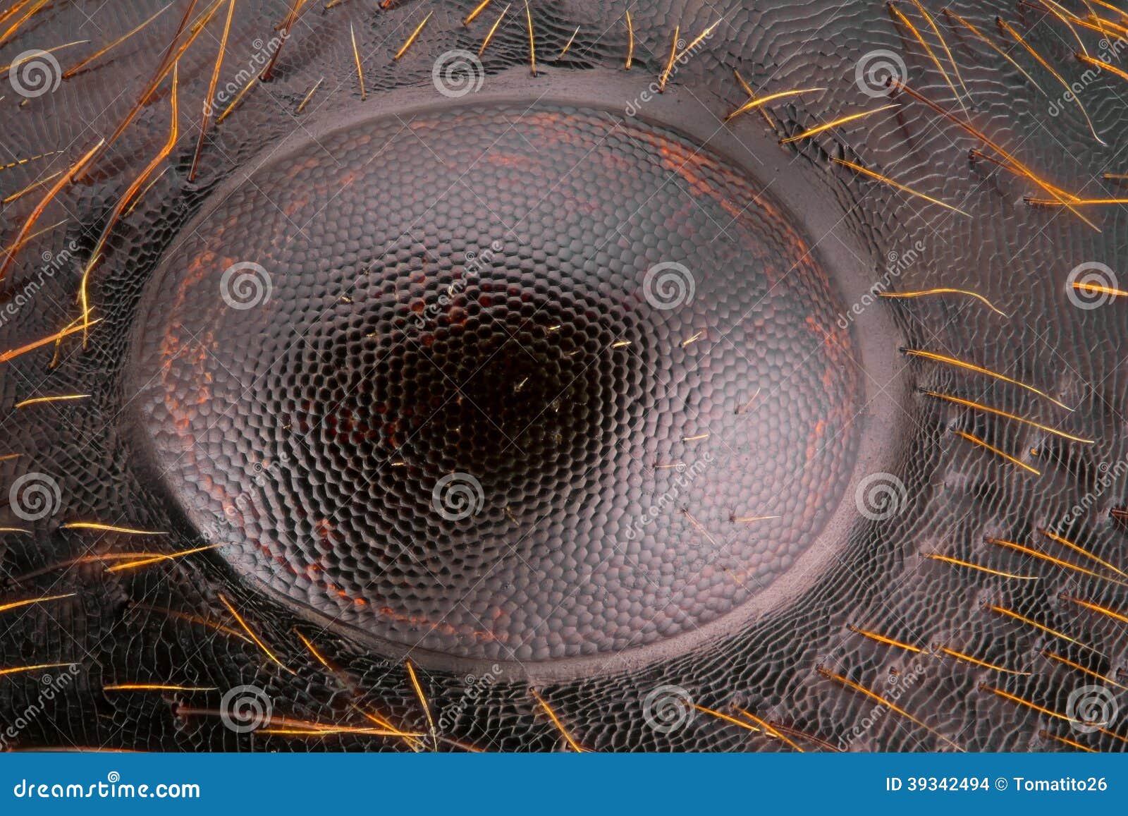 Extreme Sharp And Detailed Study Of Large Ant Eye Stock Photo - Image ...