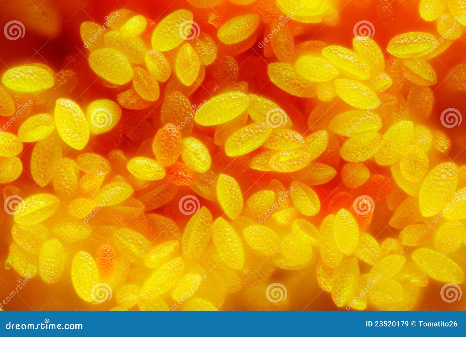 Extreme Sharp and Detailed Study of Pollen Stock Image - Image of macro ...