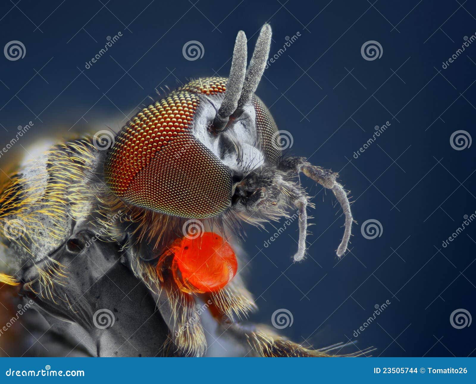 Extreme Sharp And Detailed Fly Compound Eye Surface Taken At Extreme ...