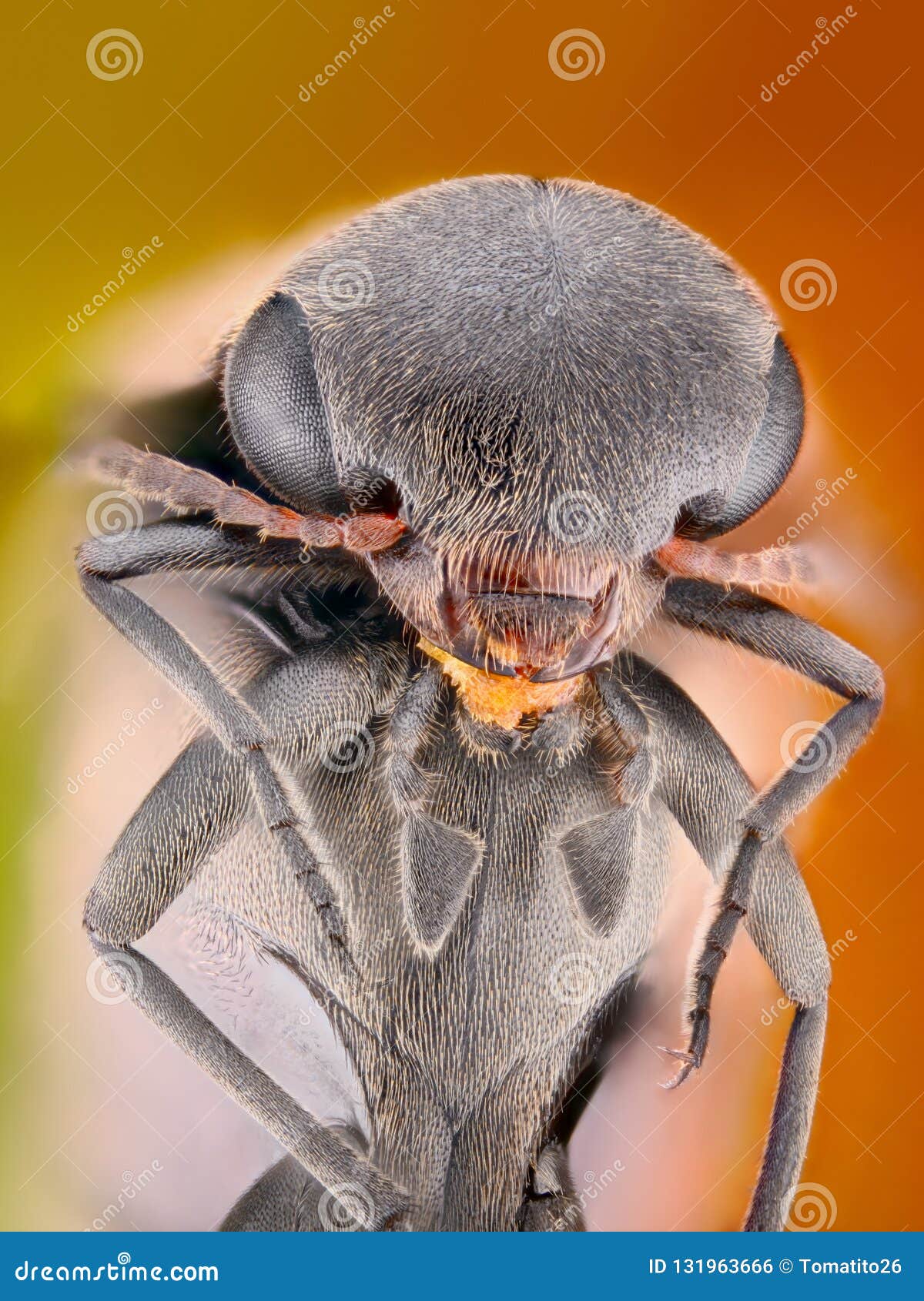 Extreme Sharp and Detailed Study of Unknown Insect Creature Stacked ...