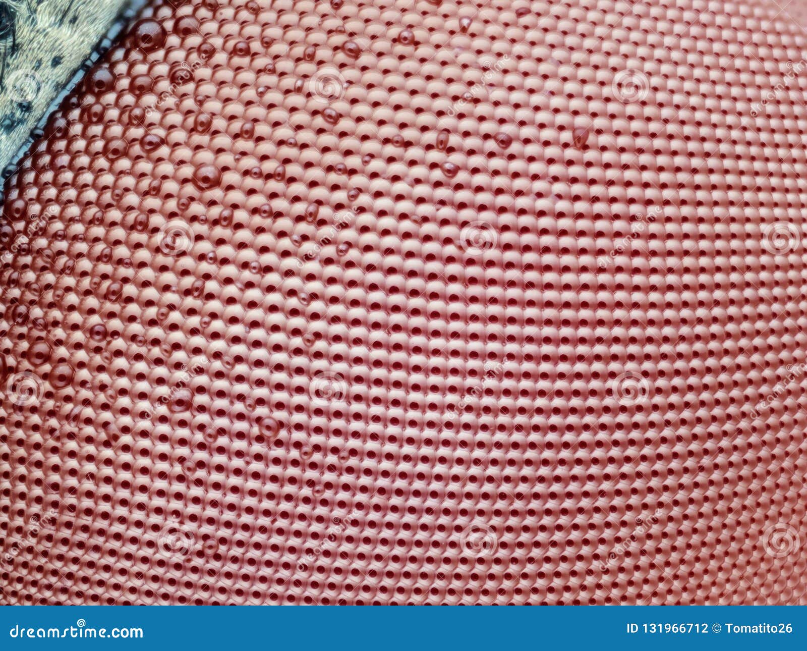 Extreme Sharp and Detailed Surface of Fly Eye with Water Drops Taken ...