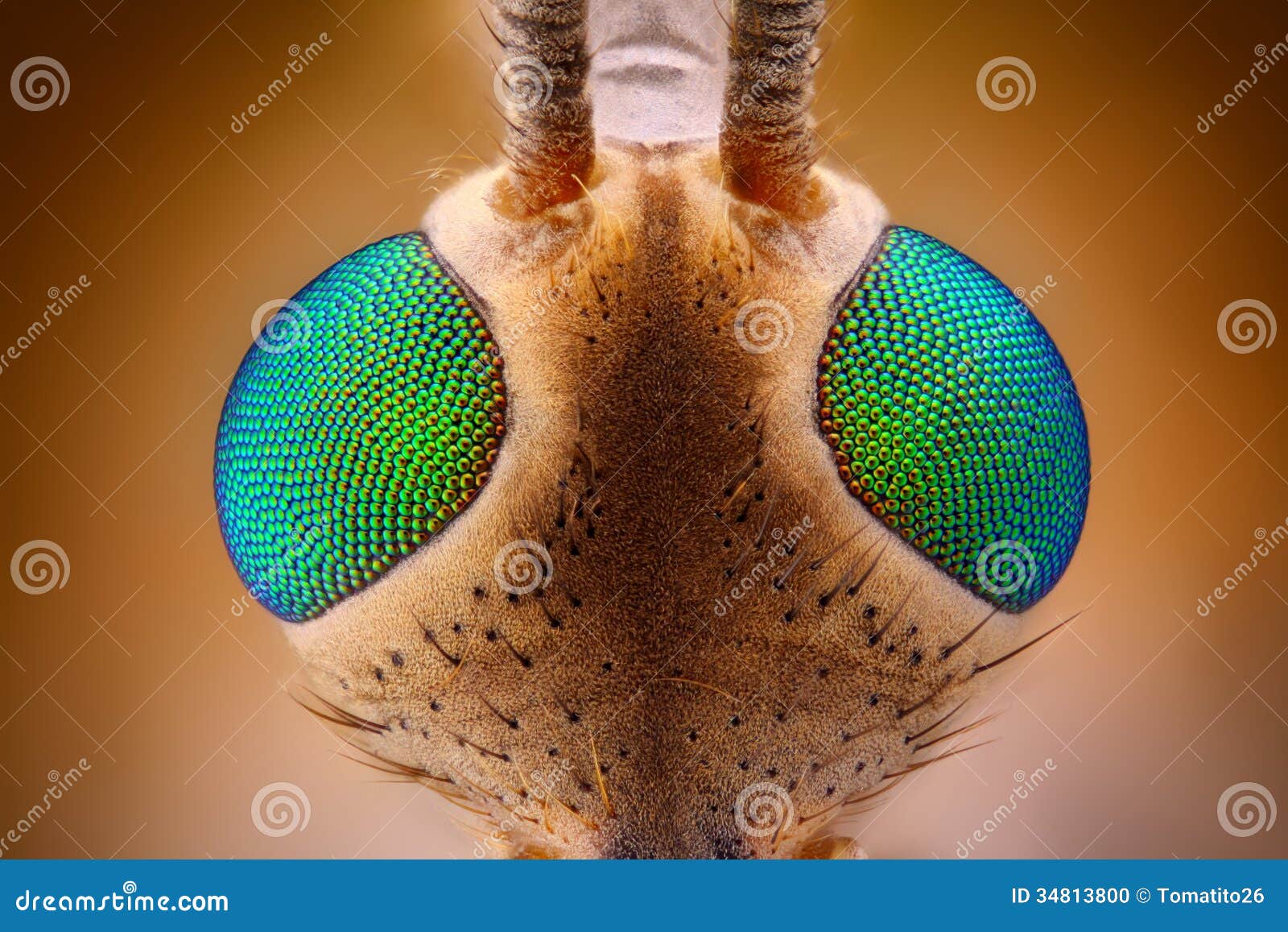 Extreme Sharp and Detailed View of Crane Fly (Tipula) Head with ...