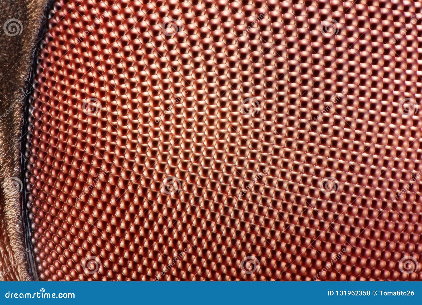 An Extreme Sharp 25:1 Magnification of the Compound Eye of a Fly Taken ...
