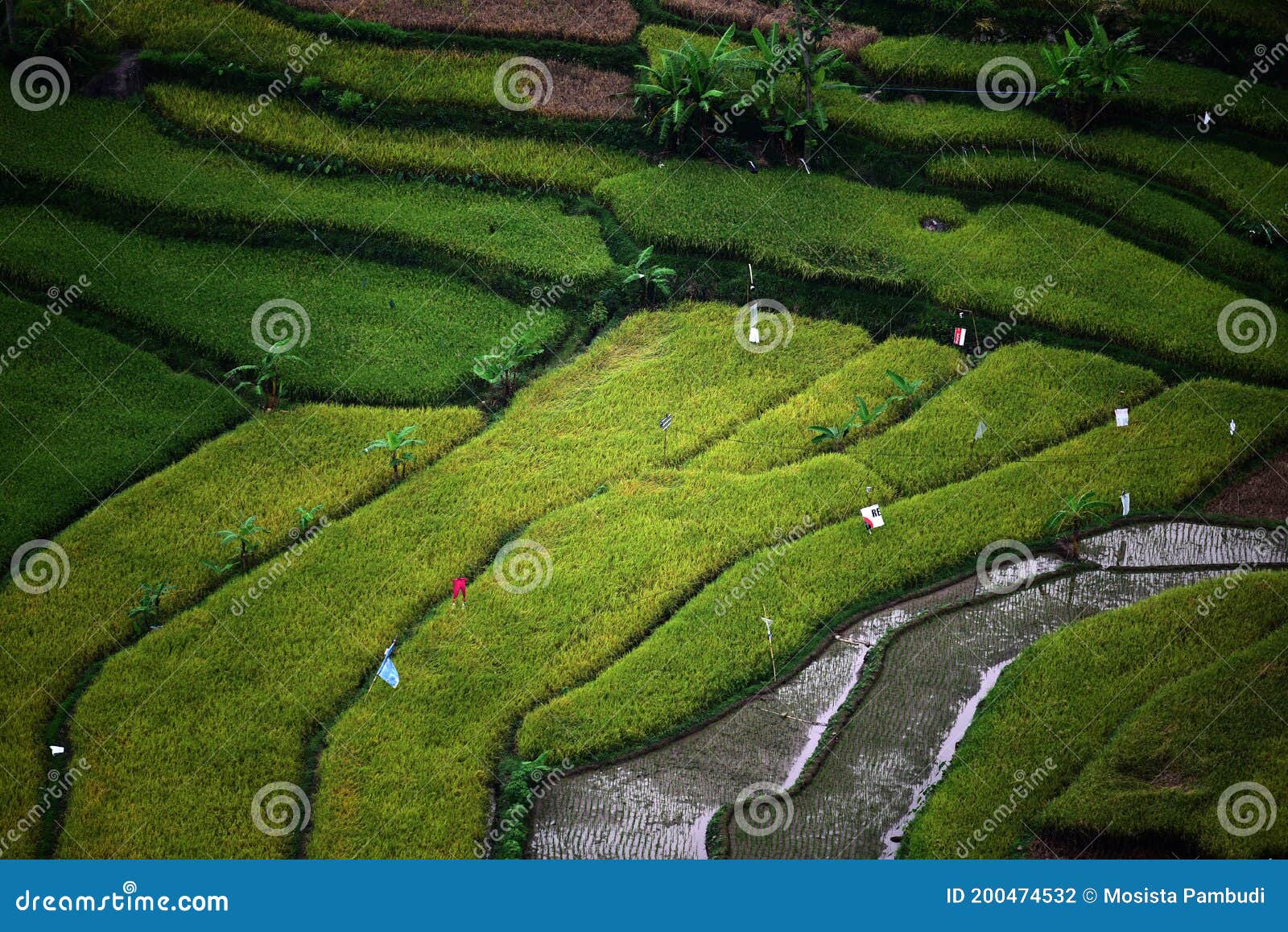 Aerial View of Paddy Fields Stock Photo - Image of aerial, sepakung ...