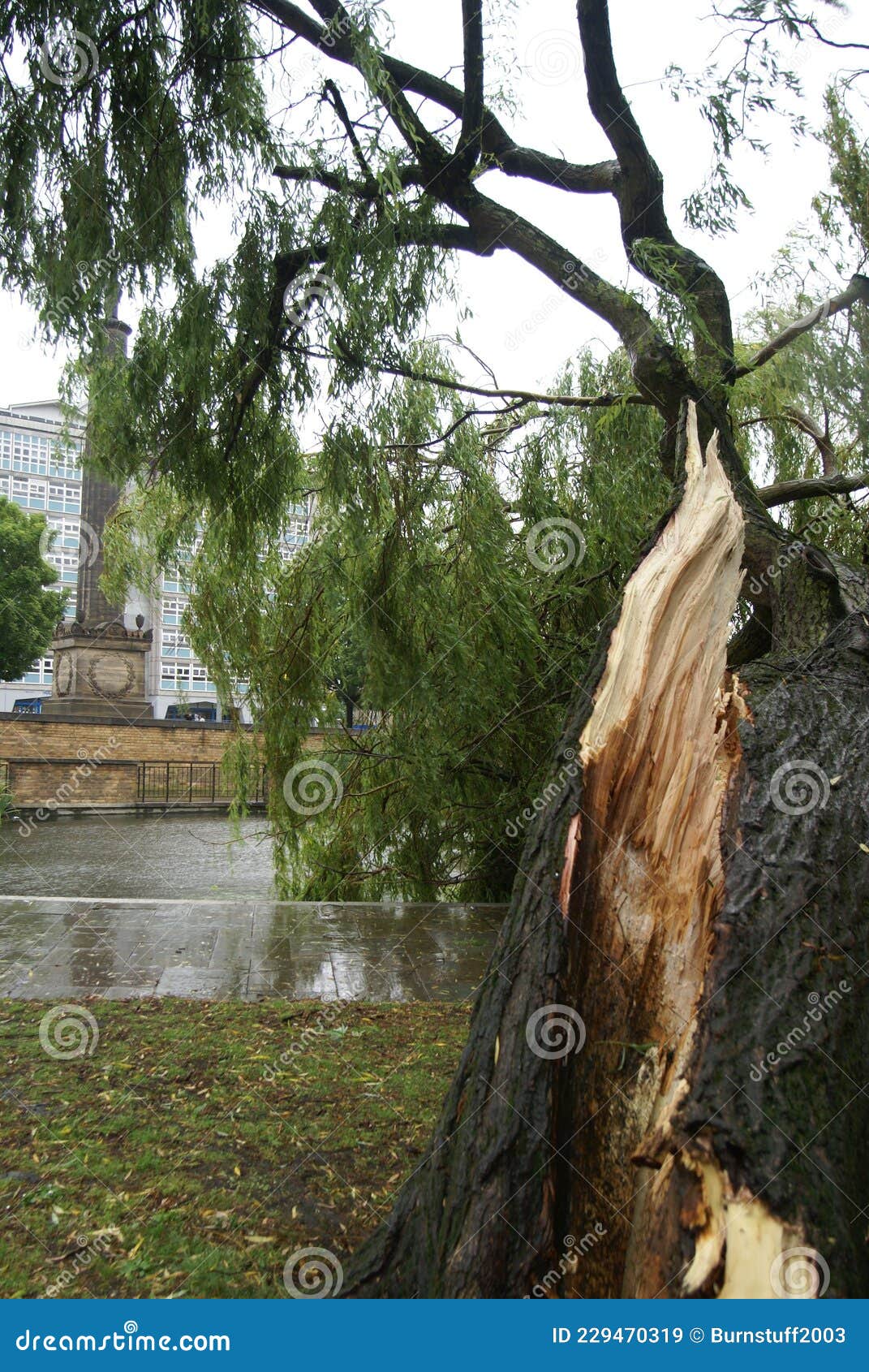 Extreme Weather, High Winds, Danger Fallen Tree. Stock Image - Image of ...