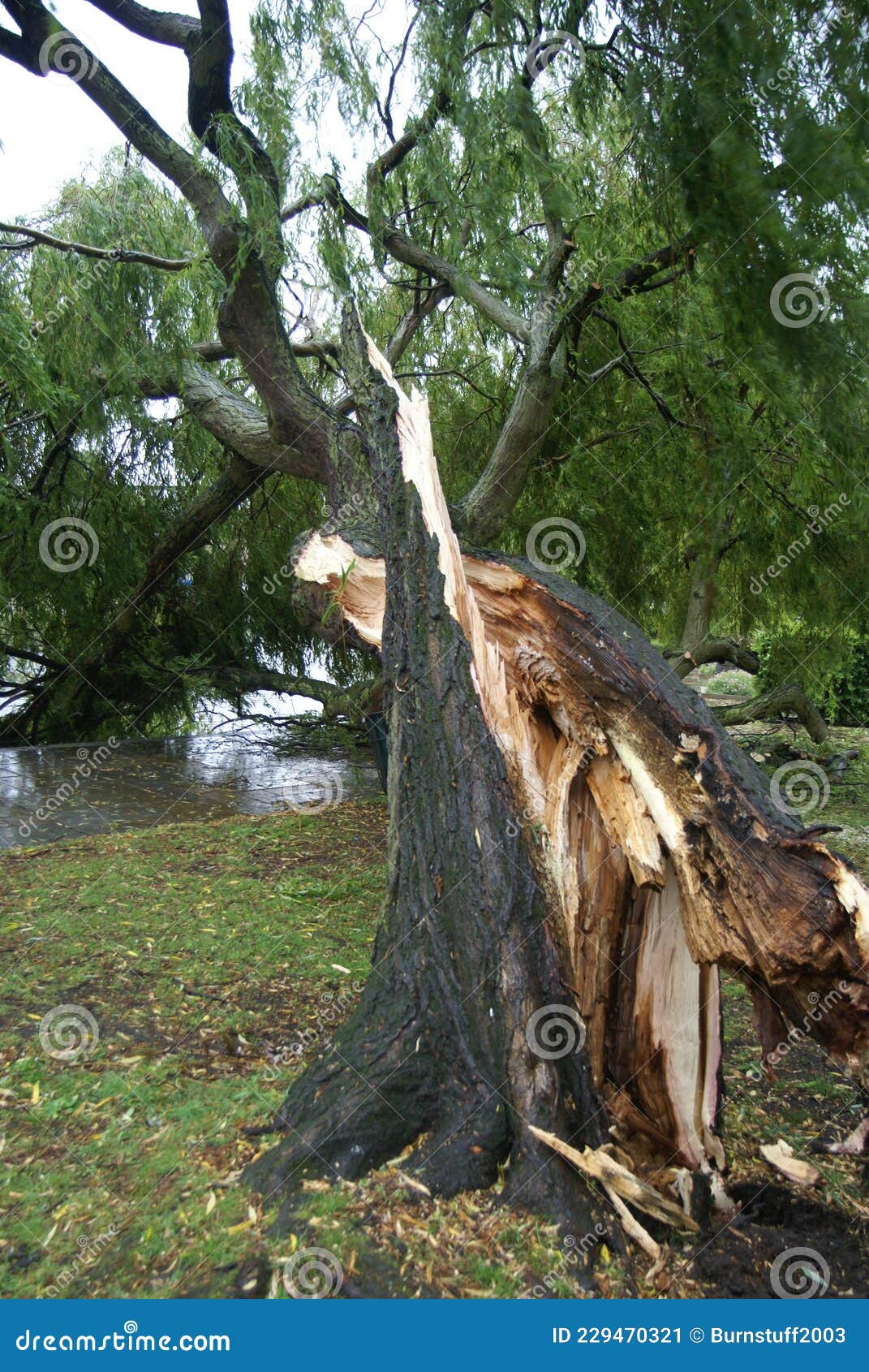 Extreme Weather, High Winds, Danger Fallen Tree. Stock Image - Image of ...