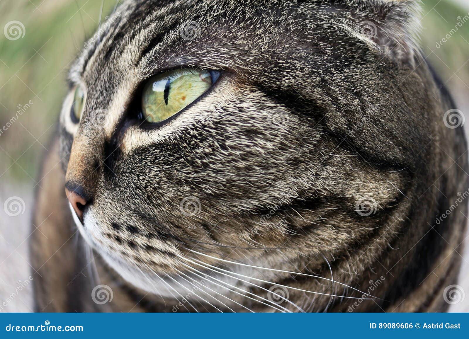 Extreme Wide Angle View of the Face of a Cat Stock Photo - Image of ...