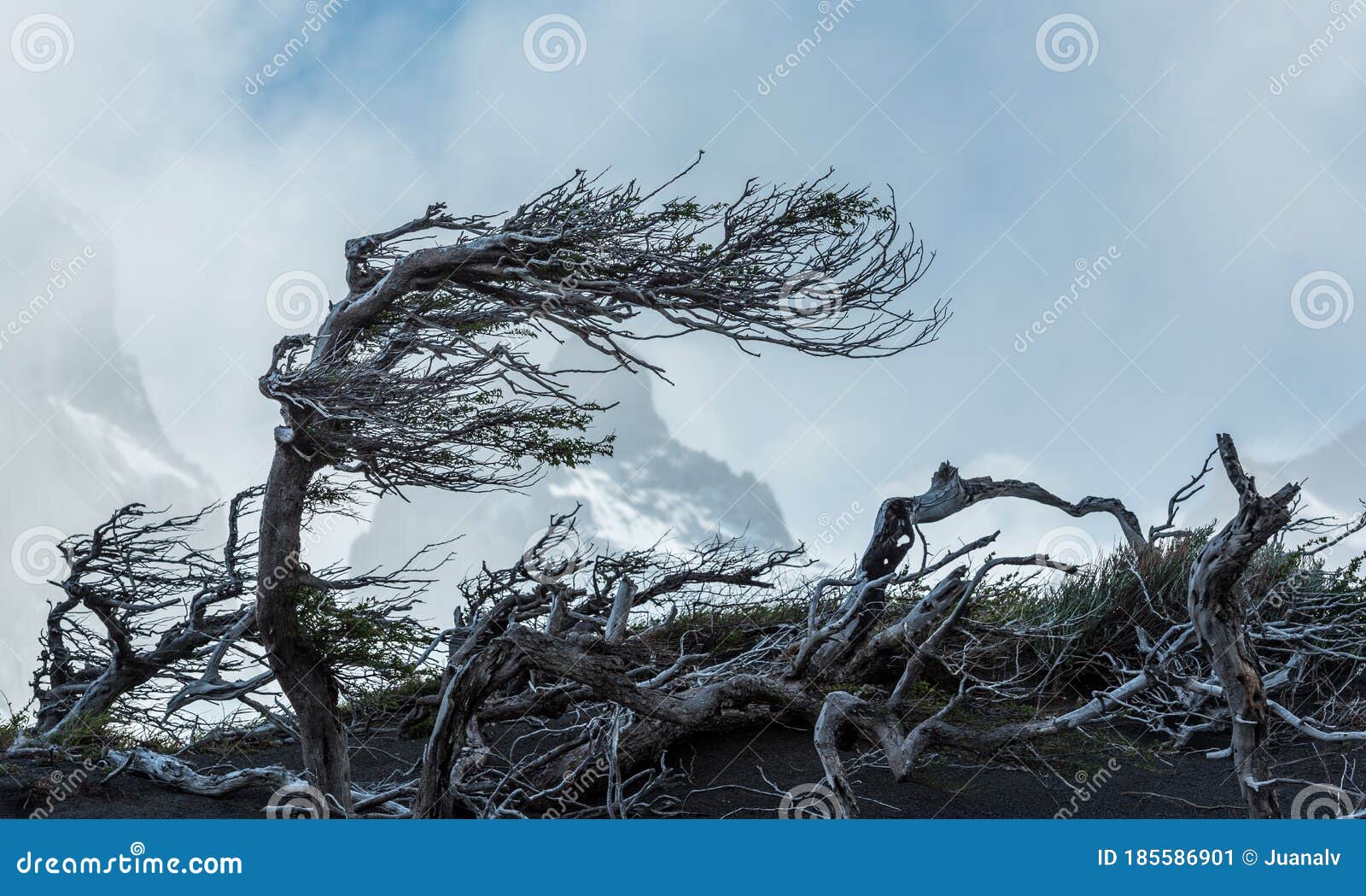 Wind Bent Trees, Oregon Coast Stock Photo | CartoonDealer.com #29084418