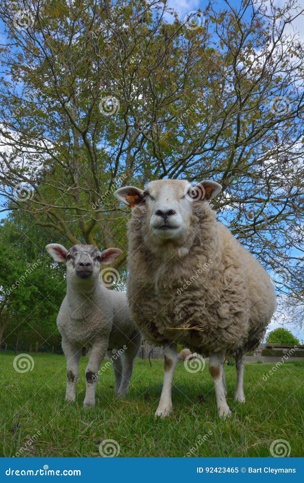 Extremely Beautiful Nice Sheep and Her Lamb Stock Image - Image of farm ...
