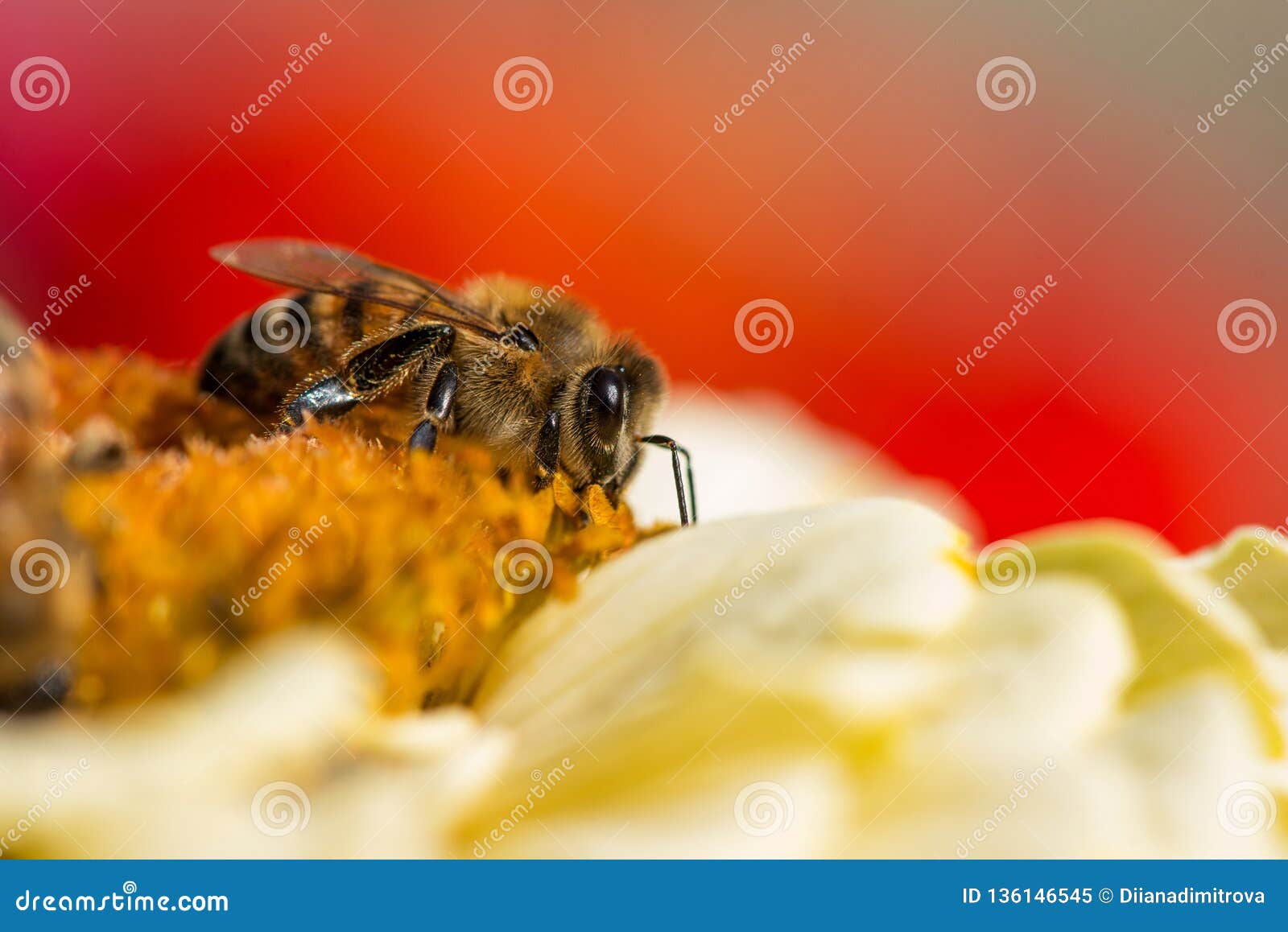 Extremely Close Up of a Bee Collecting Pollen in a Flowering Spring ...