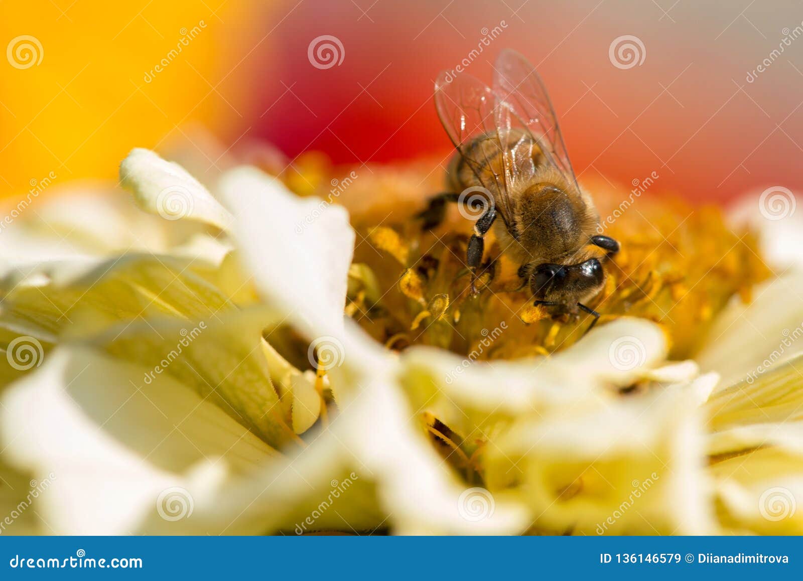 Extremely Close Up of a Bee Collecting Pollen in a Flowering Spring ...
