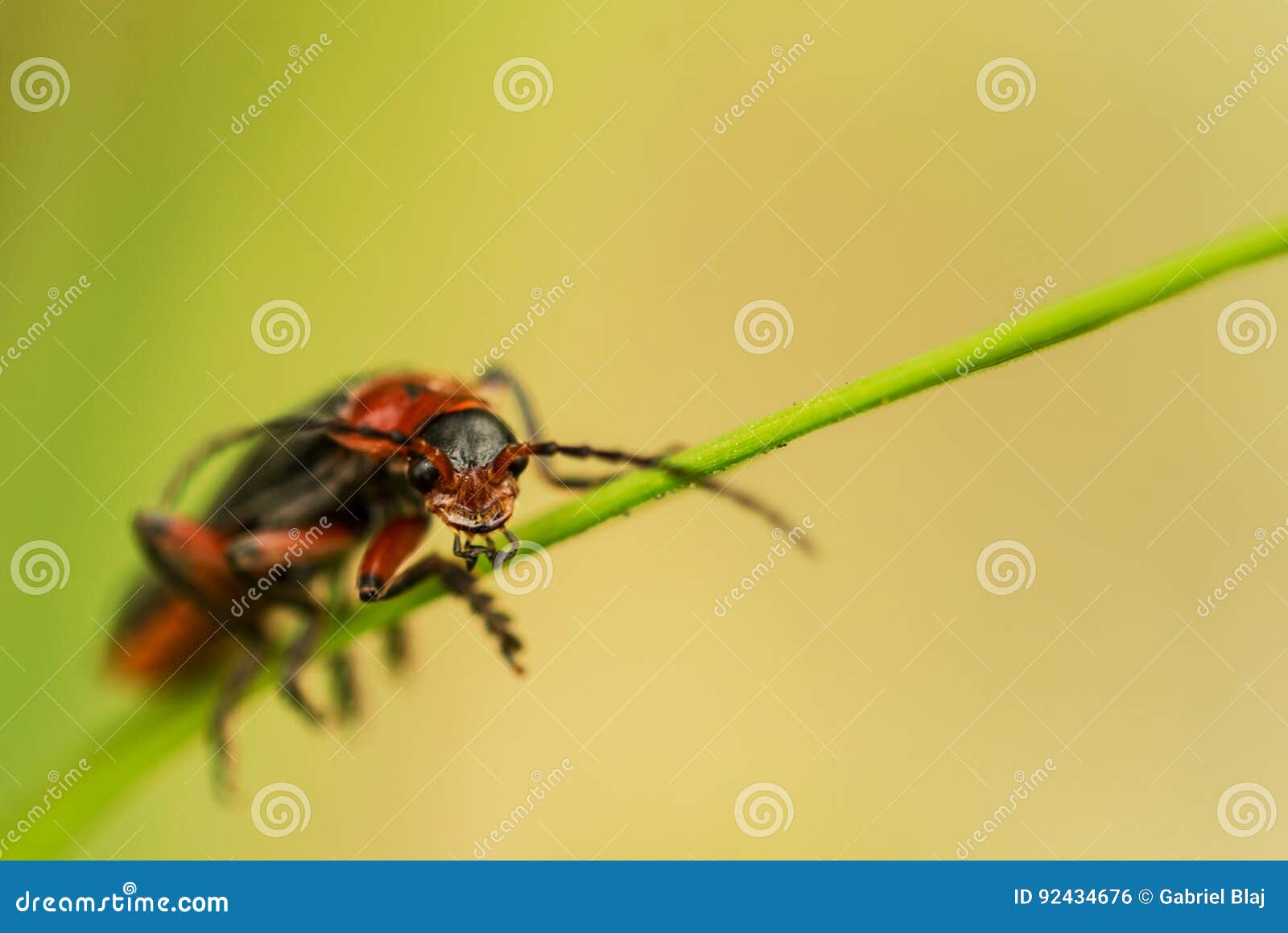 Extremely Close Up of Firefly Stock Photo - Image of firefly, looking ...