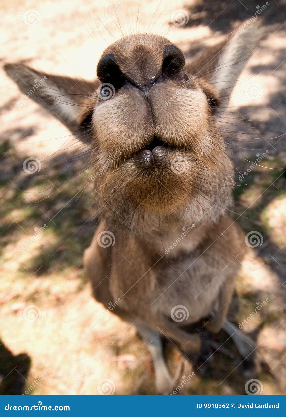 Extremely Close Up of a Kangaroos Face Stock Photo - Image of wild ...