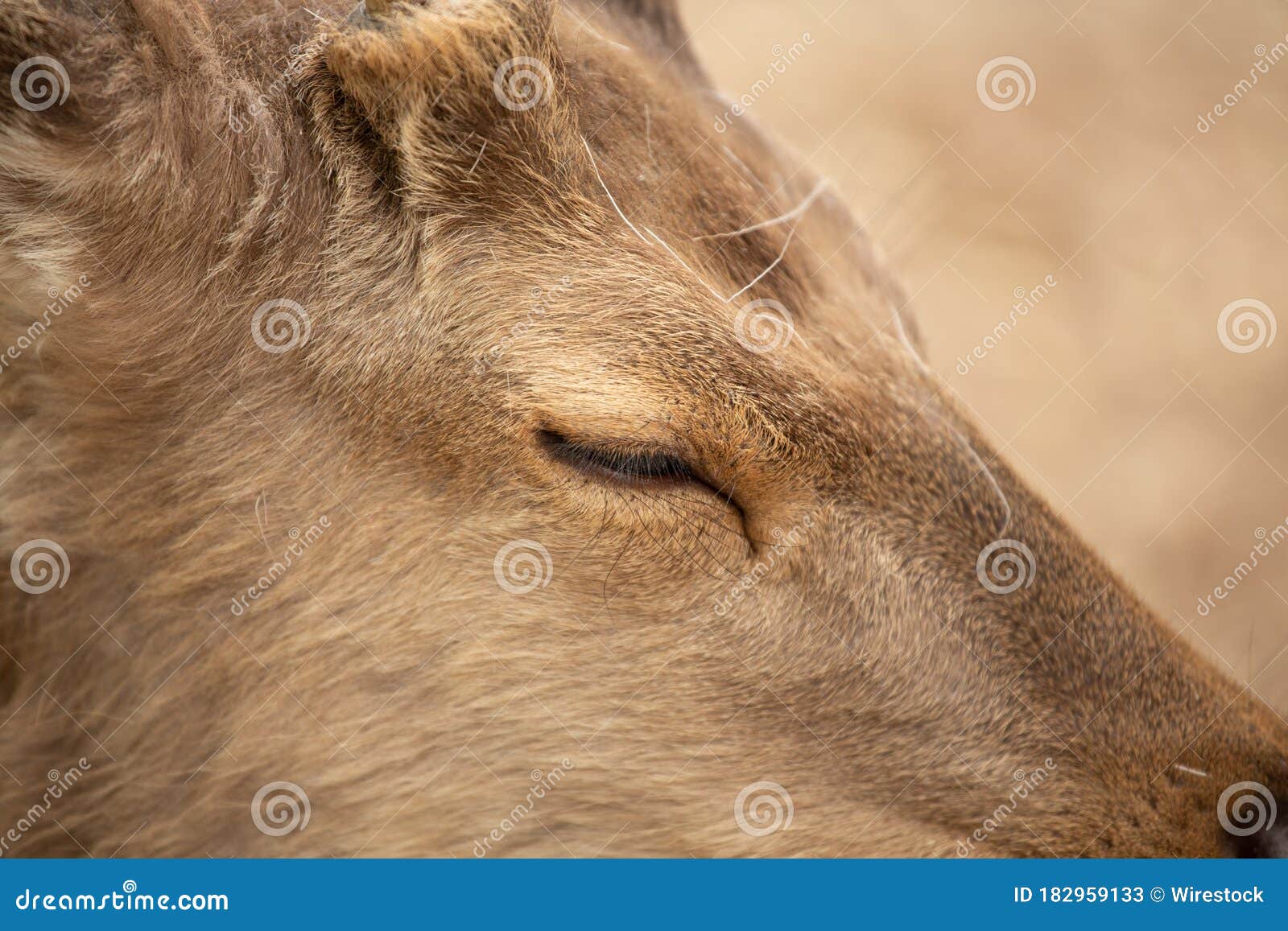 Extremely Closeup of a Deer with a Slightly Closed Eye Stock Image ...