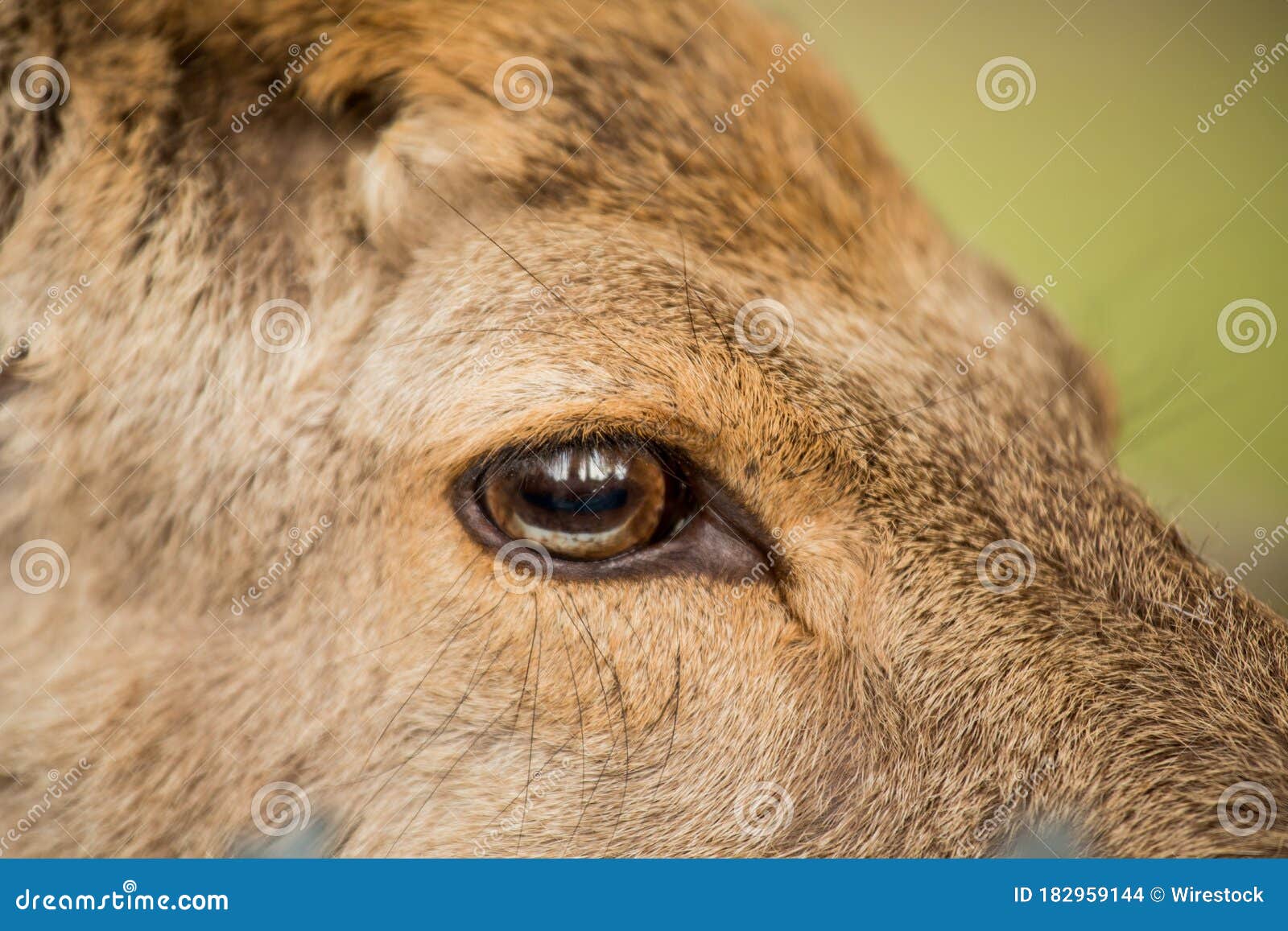 Extremely Closeup of a Deer Wit Focus in Its Eye Stock Photo - Image of ...