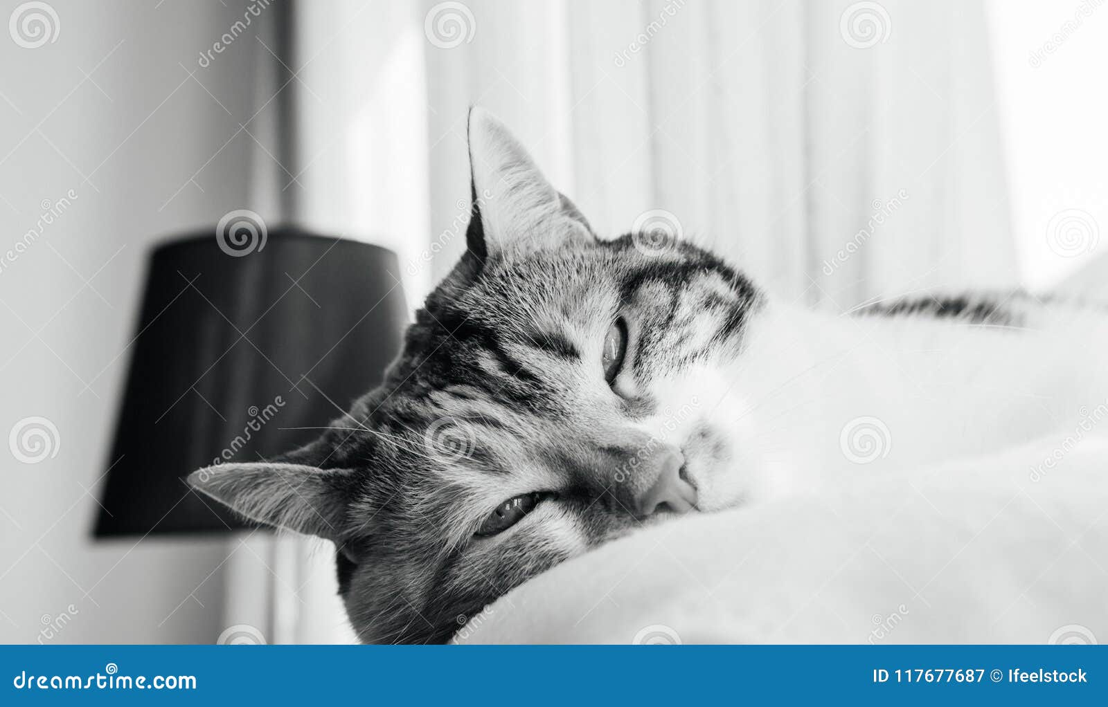 Extremely Cute Cat Deep Sleep on the White Wool Blanket Stock Image ...