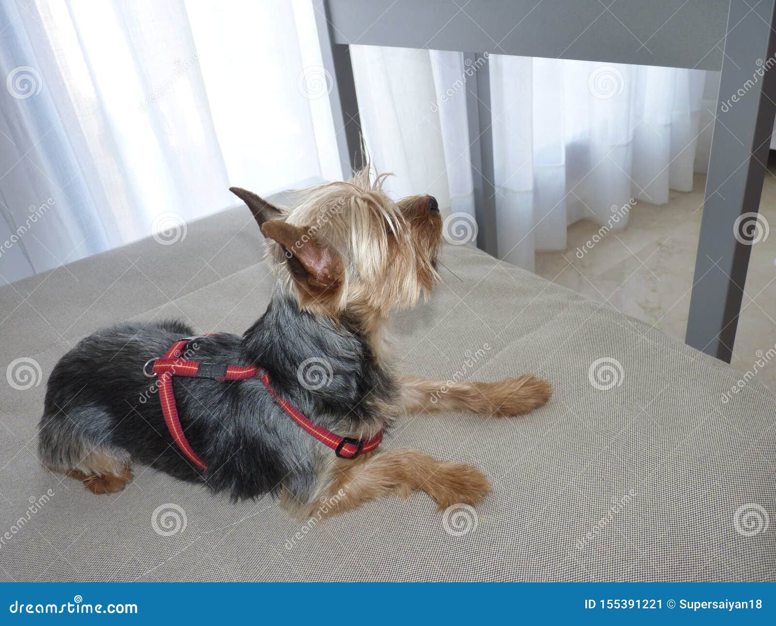 Extremely Cute Yorkshire Terrier Stock Image - Image of small, canine ...