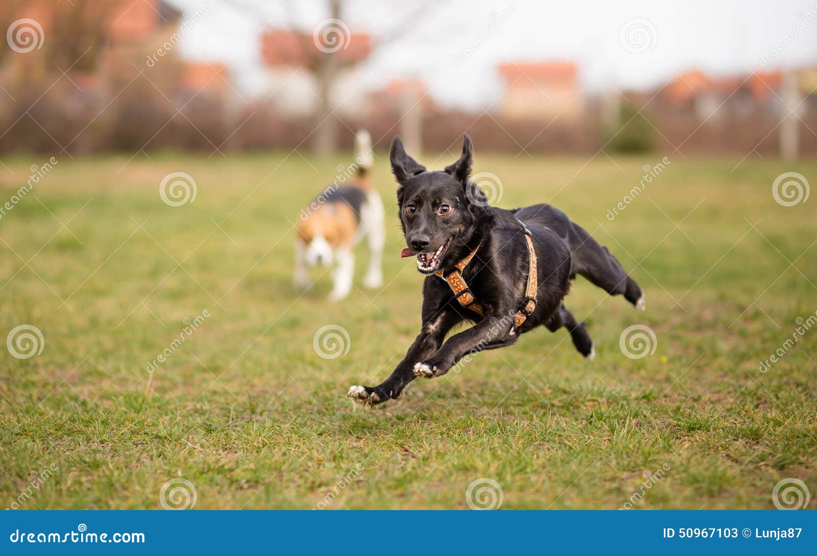 Extremely happy dog stock image. Image of look, attention - 50967103