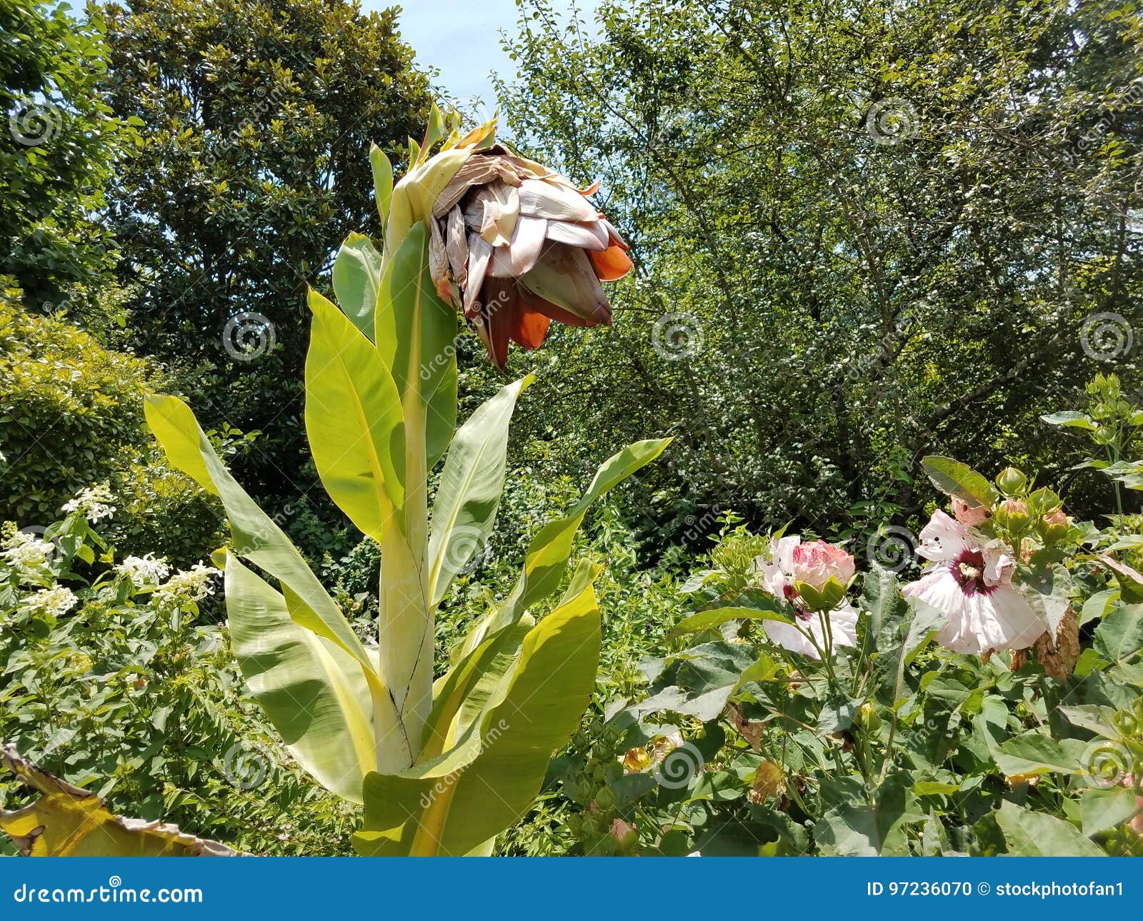 Extremely large flower stock photo. Image of outdoor - 97236070