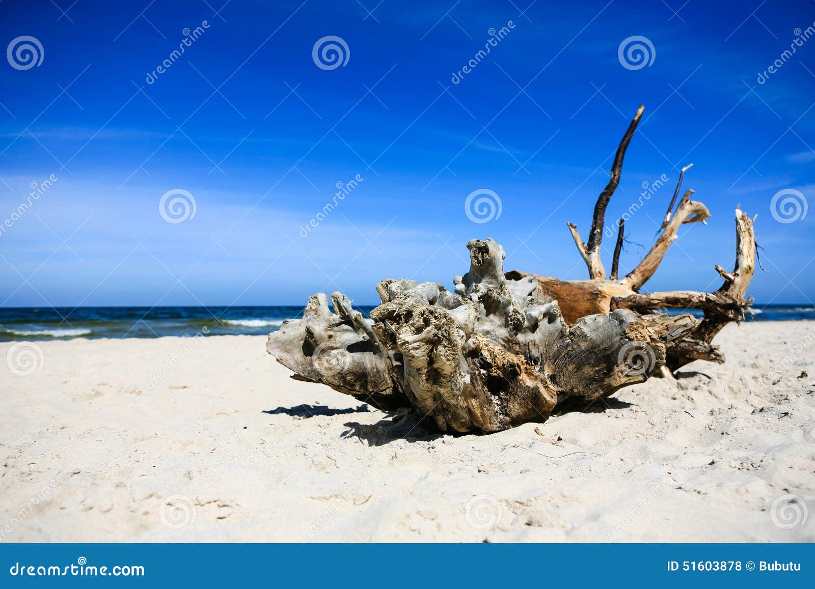 Extremely Large Piece of Driftwood on the Sandy Beach Stock Photo ...