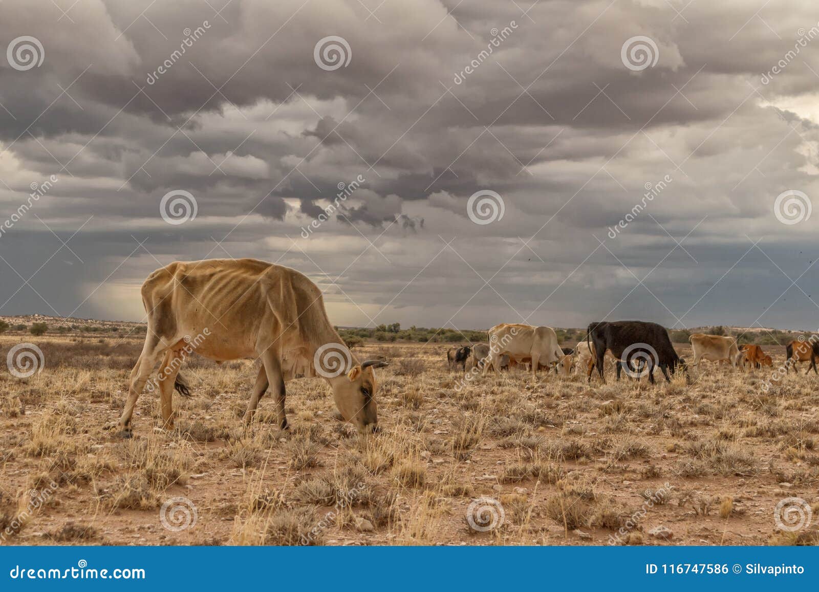 An Extremely Lean Cow Grazing in the Namibia Desert. Stock Photo ...